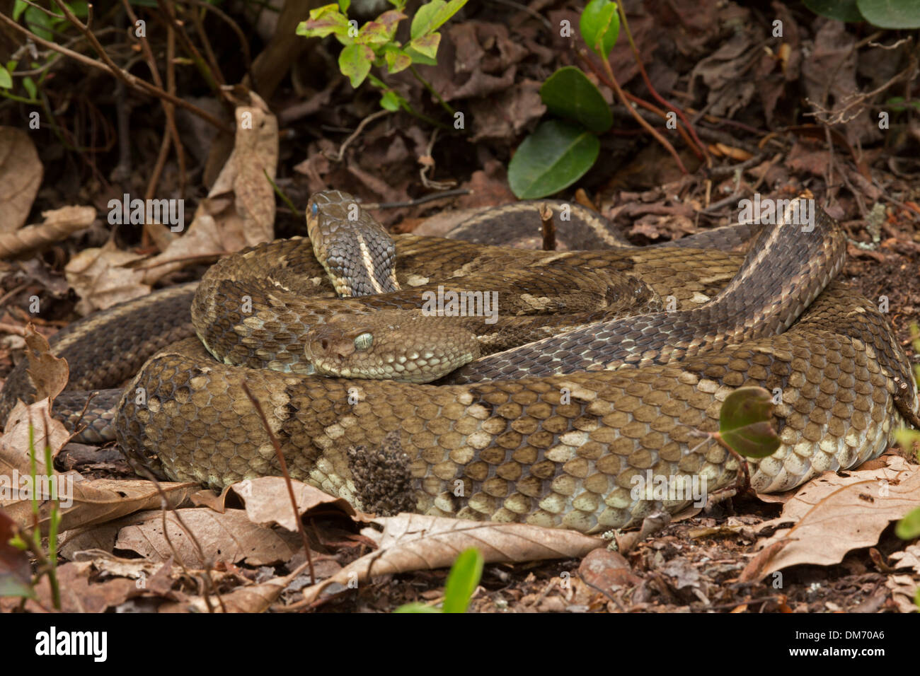 Timber rattlesnakes, Crotalus horridus, and common garter snake ...