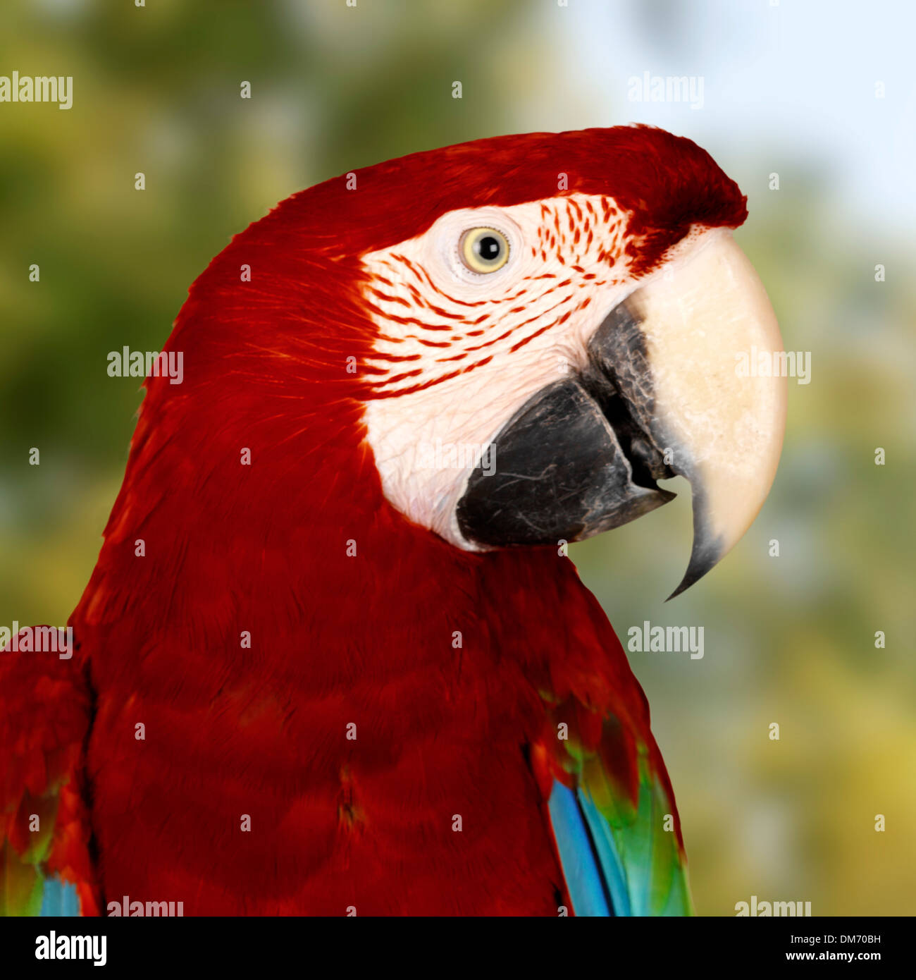 Green Wing Mackaw Stock Photo - Alamy