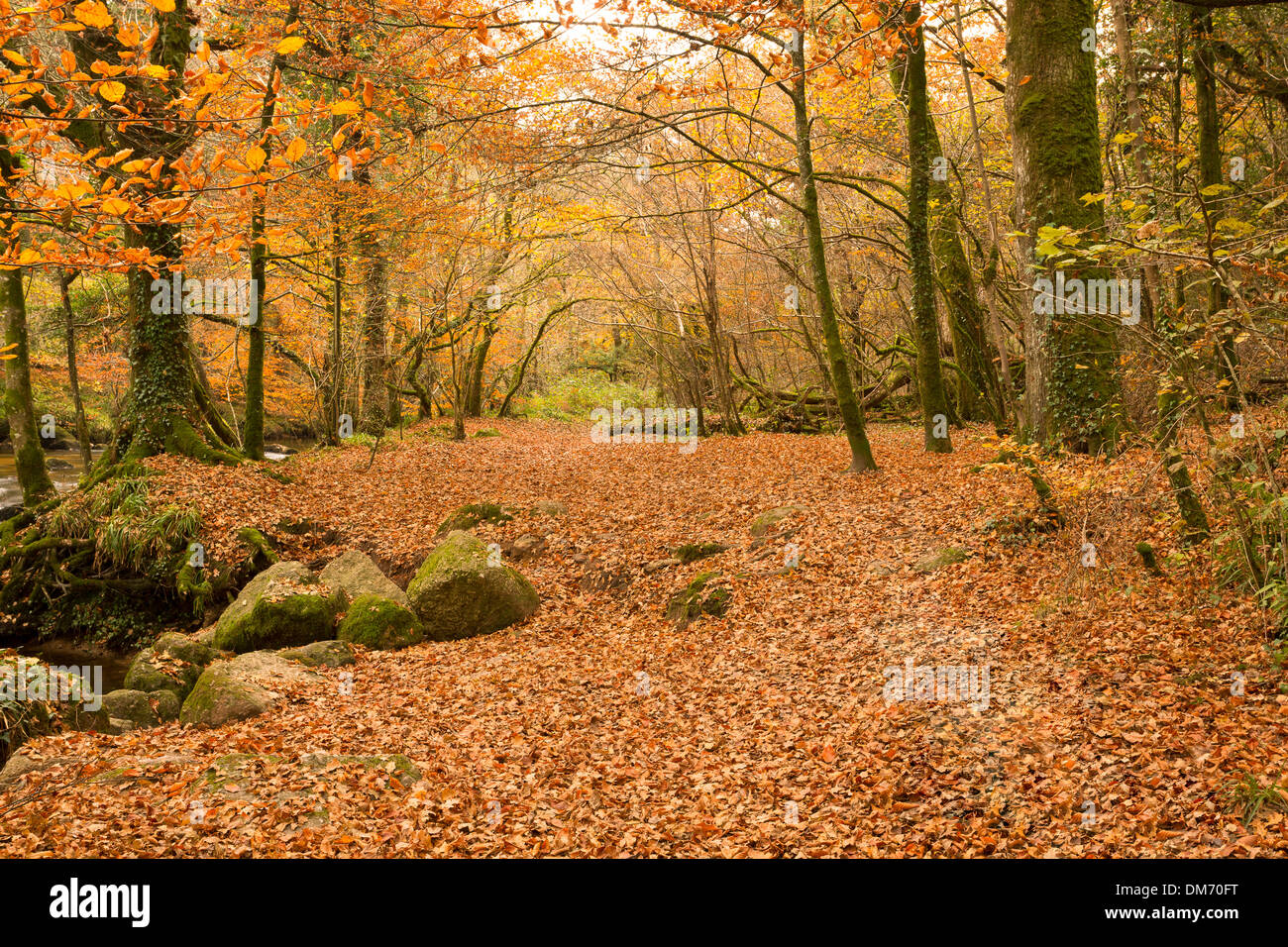 Devon woodland leaves hi-res stock photography and images - Alamy
