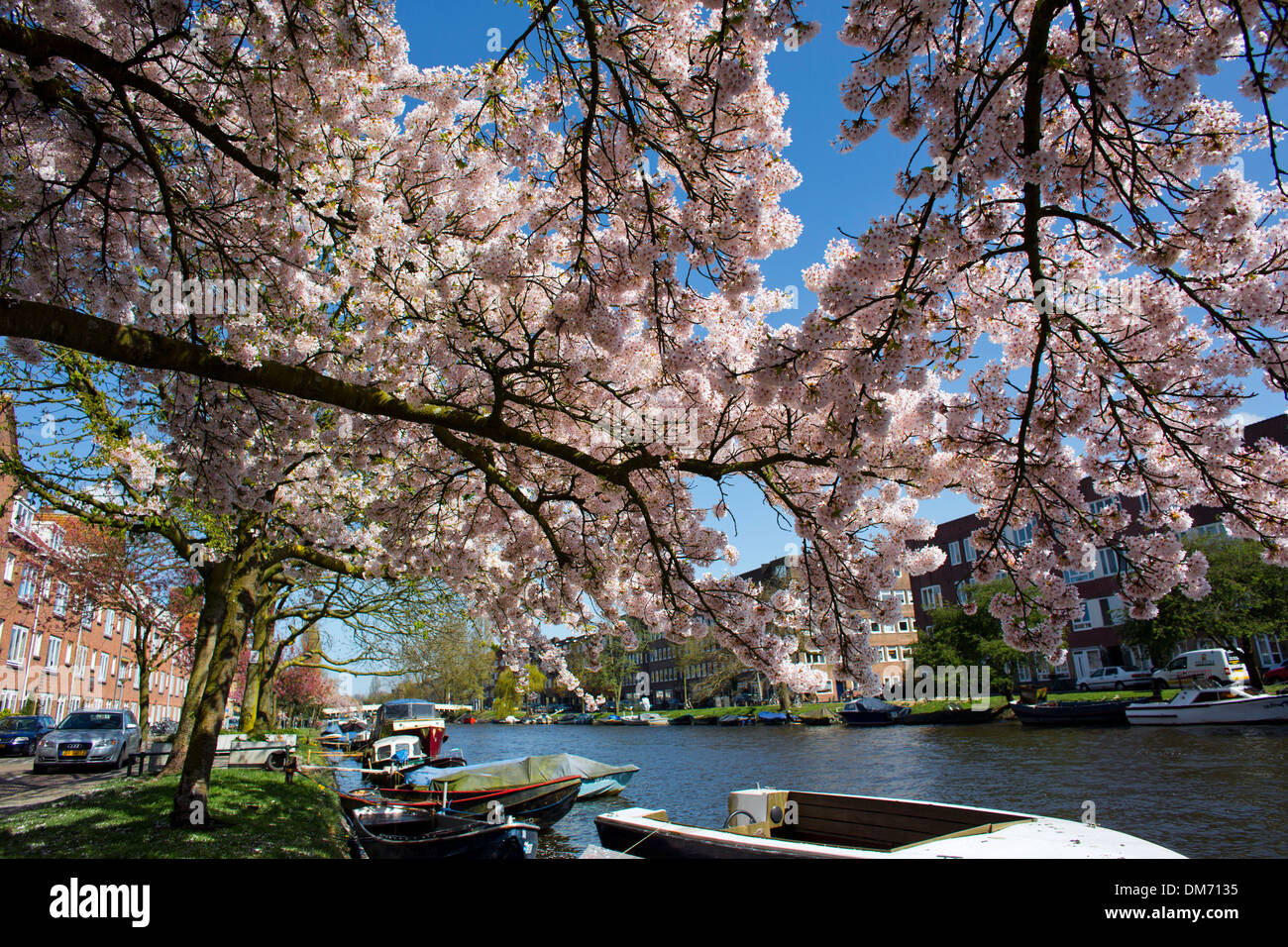 trees in blossom in Amsterdam Stock Photo - Alamy