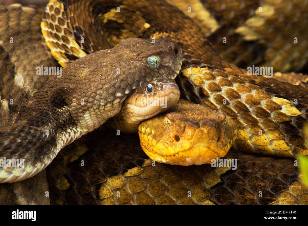 Timber rattlesnakes, Crotalus horridus, and common garter snake ...
