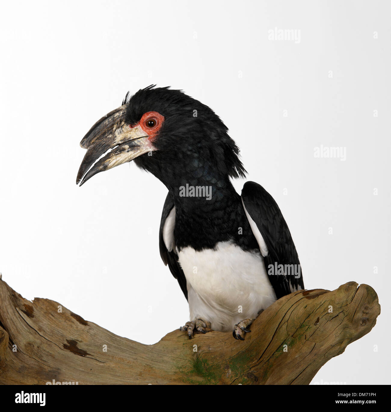 Hornbill bird tropical rainforest hi-res stock photography and images ...