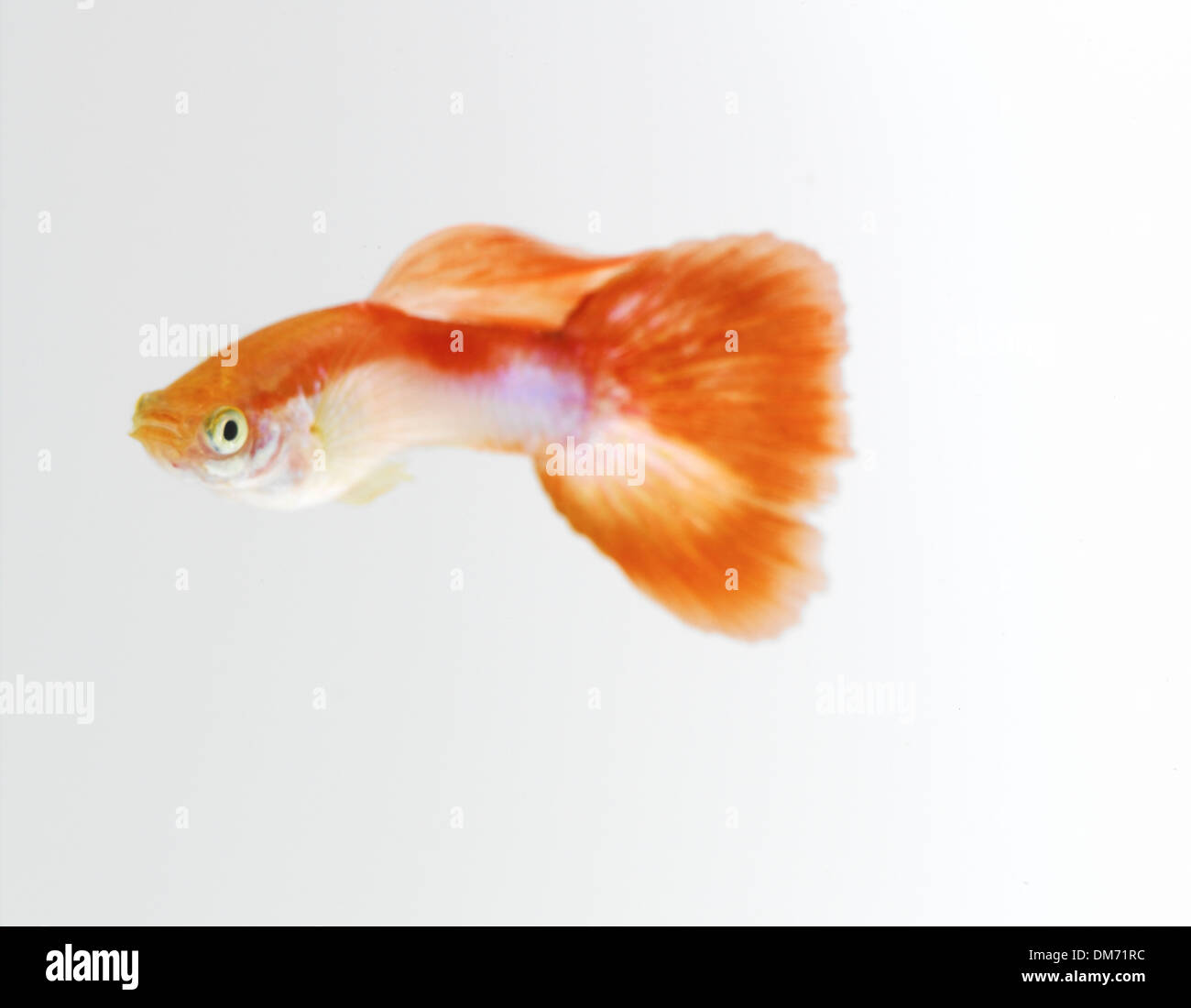 Guppy aquarium fish hi-res stock photography and images - Alamy