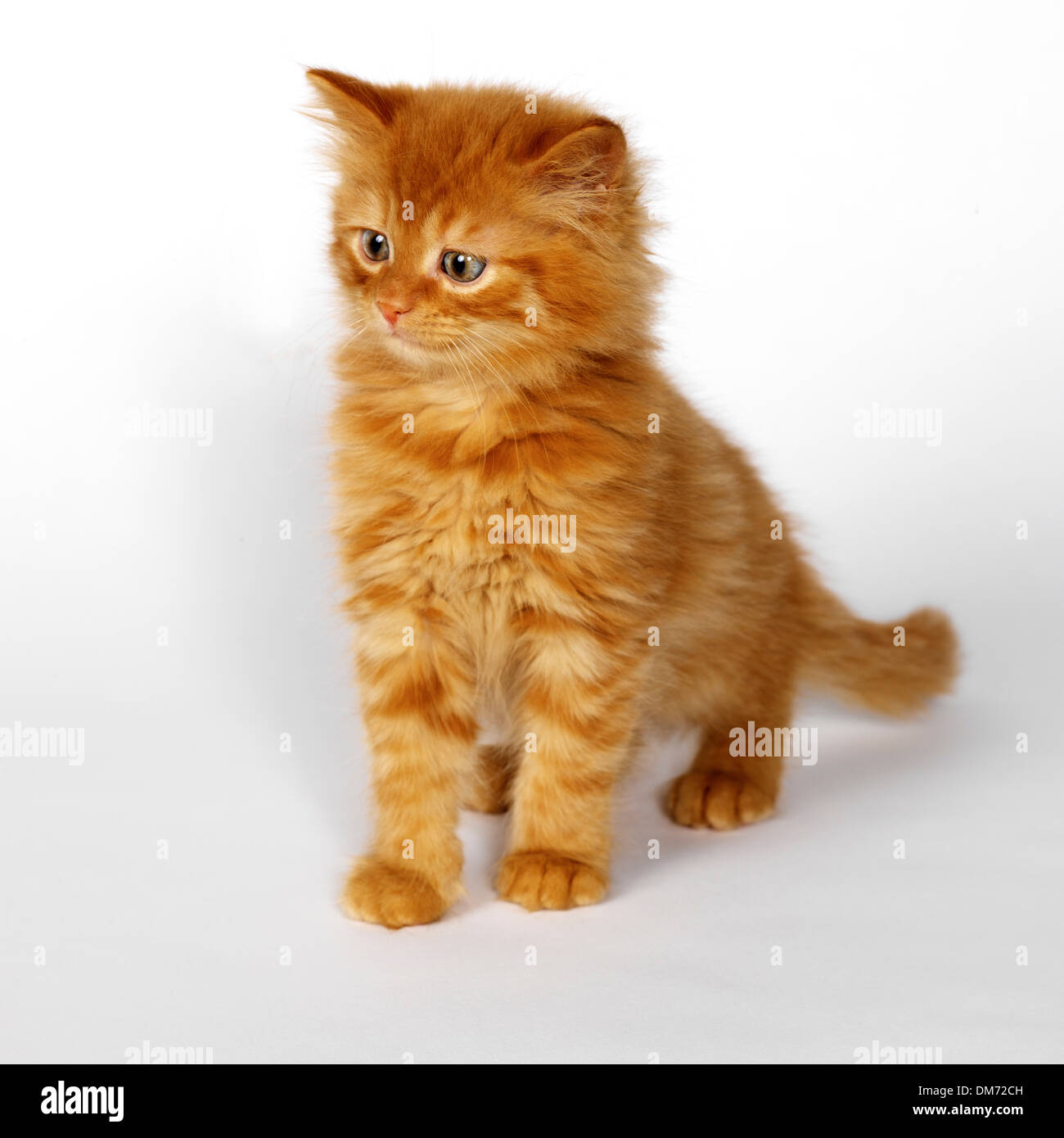 Baby animal cute hi-res stock photography and images - Alamy