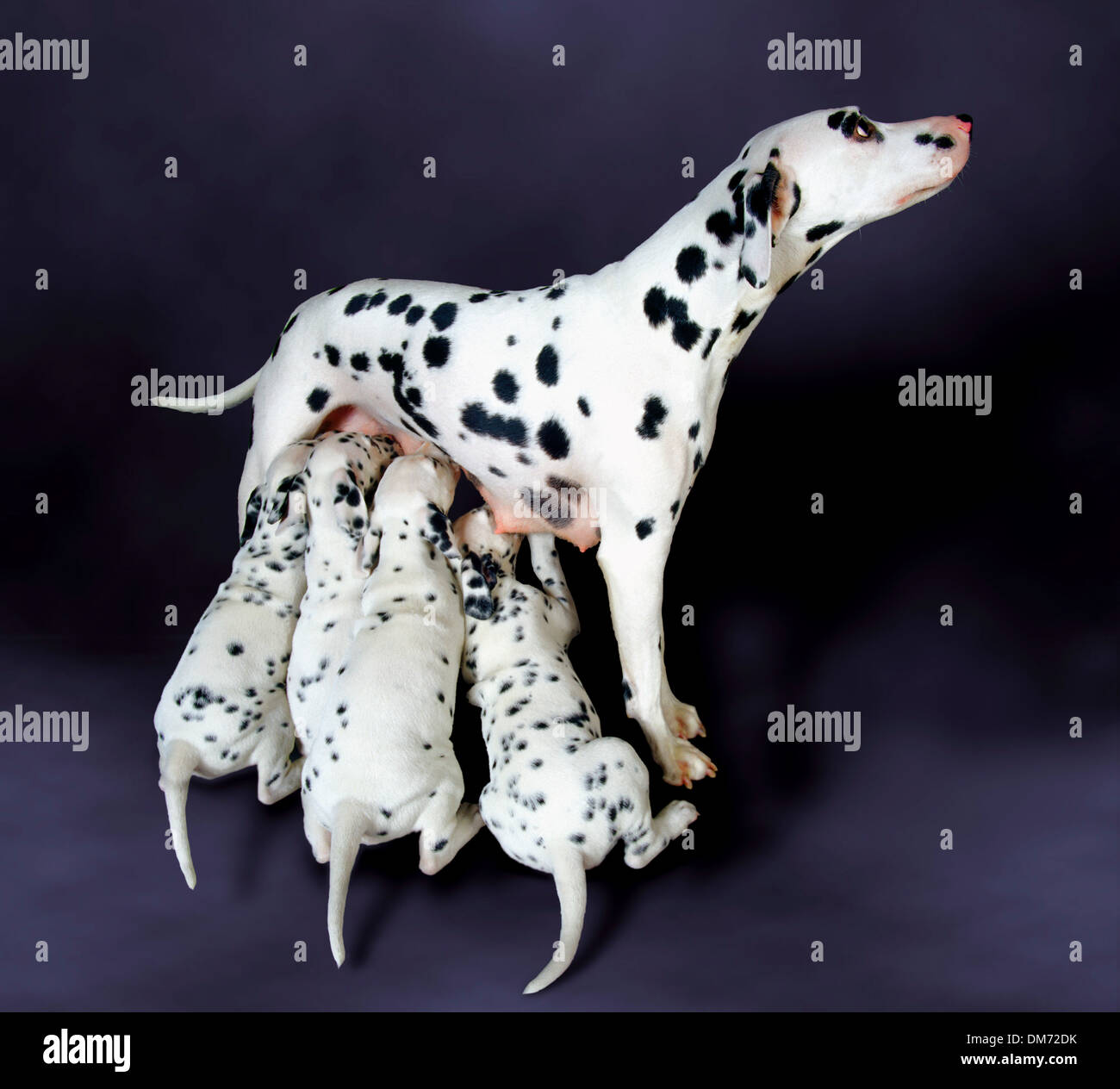 Dalmation feeding puppies Stock Photo - Alamy