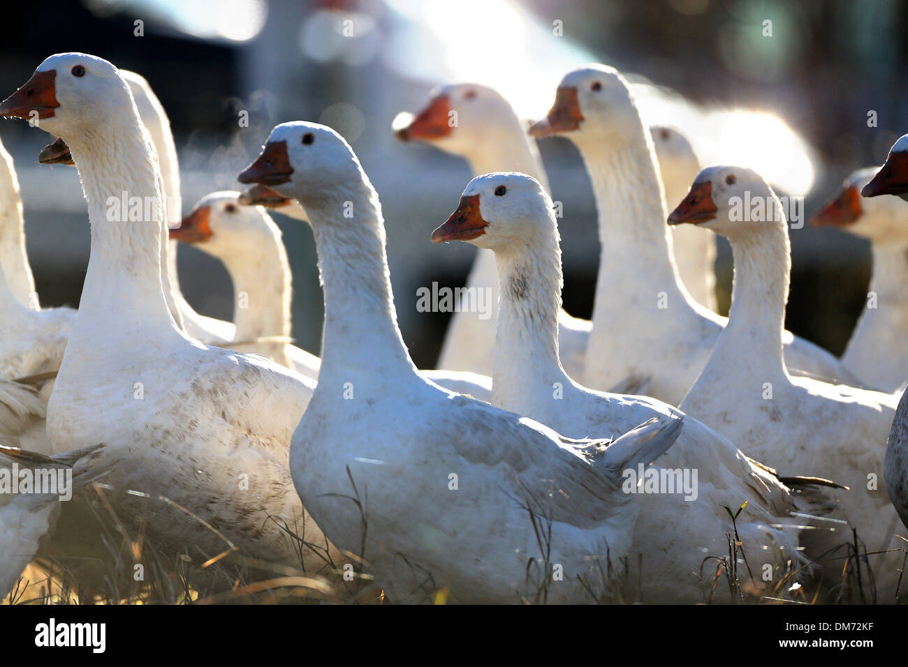 Lorenz eskildsen hi-res stock photography and images - Alamy
