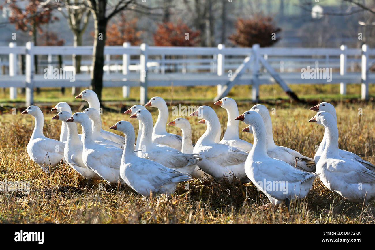 Eskildsen hi-res stock photography and images - Alamy