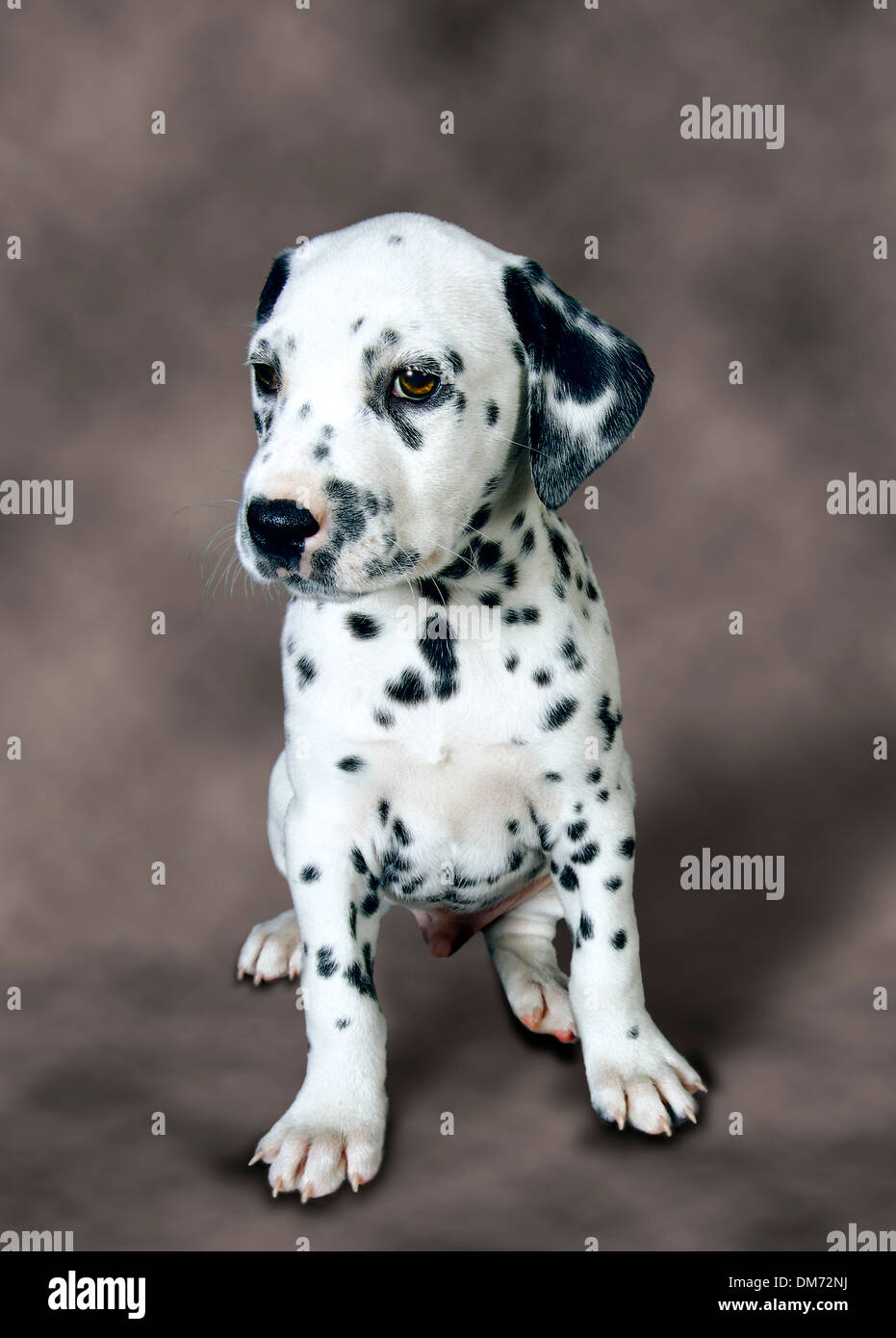 Dalmation puppy hi-res stock photography and images - Alamy
