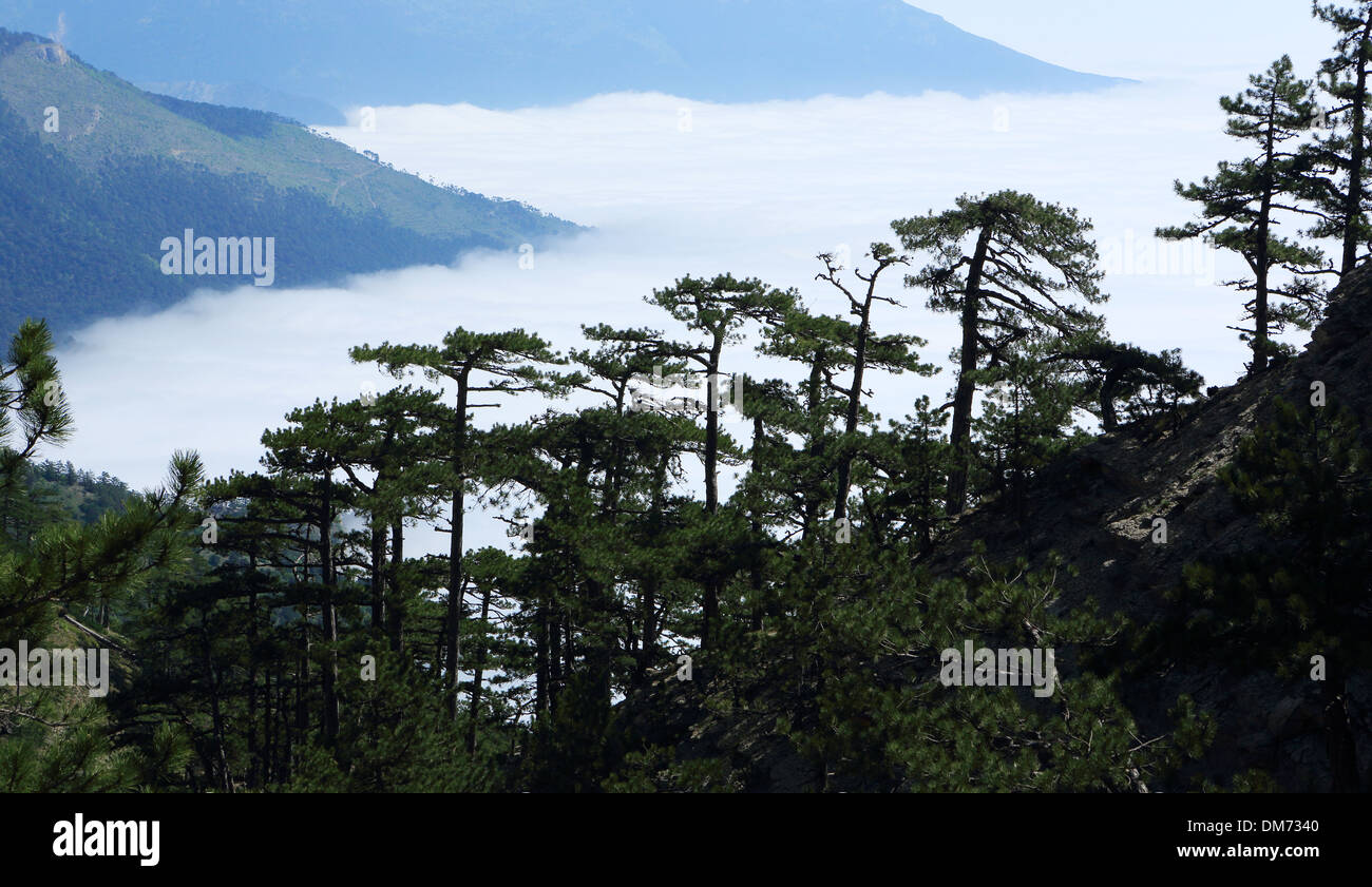 Clouds on the hillside. Coniferous forest. Tarahtash path. Crimea ...