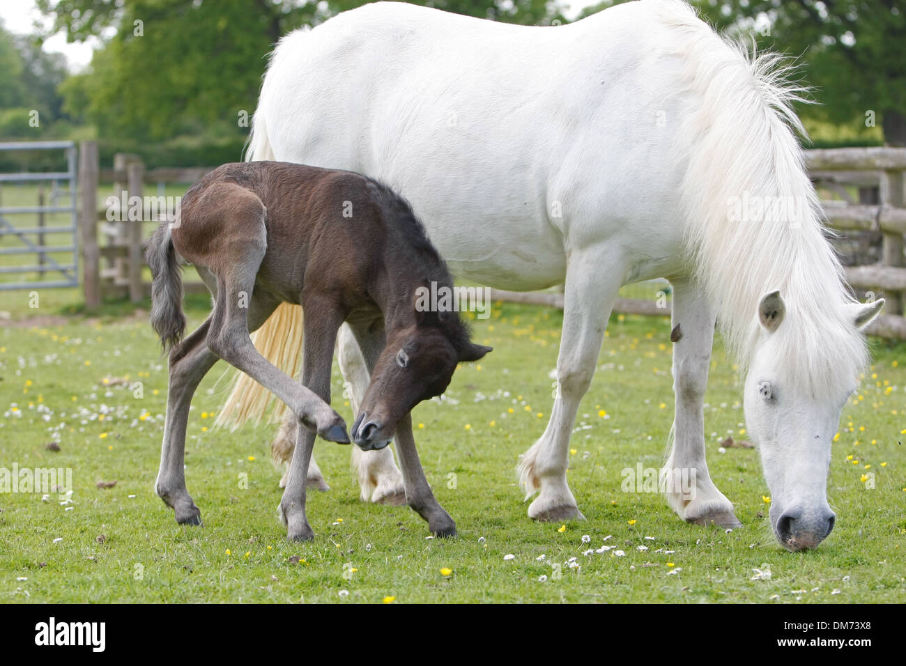 Eriskay Pony High Resolution Stock Photography and Images - Alamy