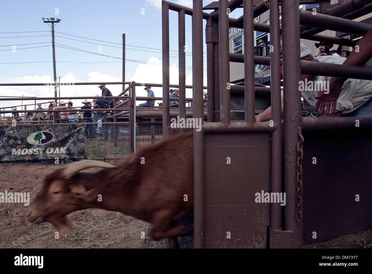 Aug 06, 2005; San Angelo, TX, USA; A goat leaves the chute to be roped ...