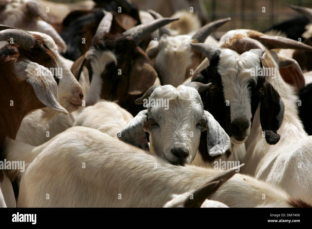 Goat Roping Stock Photos & Goat Roping Stock Images - Alamy