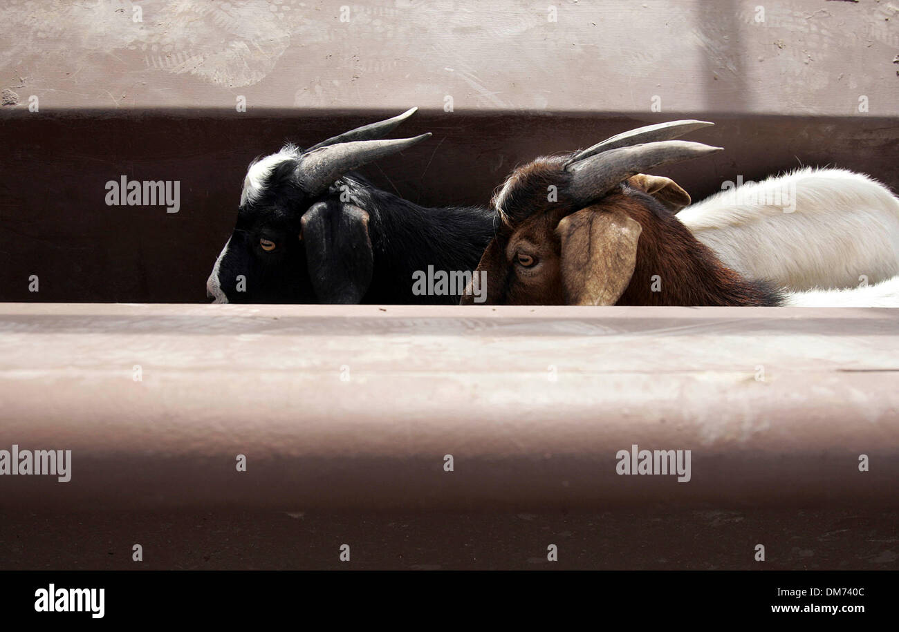 Goat roping hi-res stock photography and images - Alamy