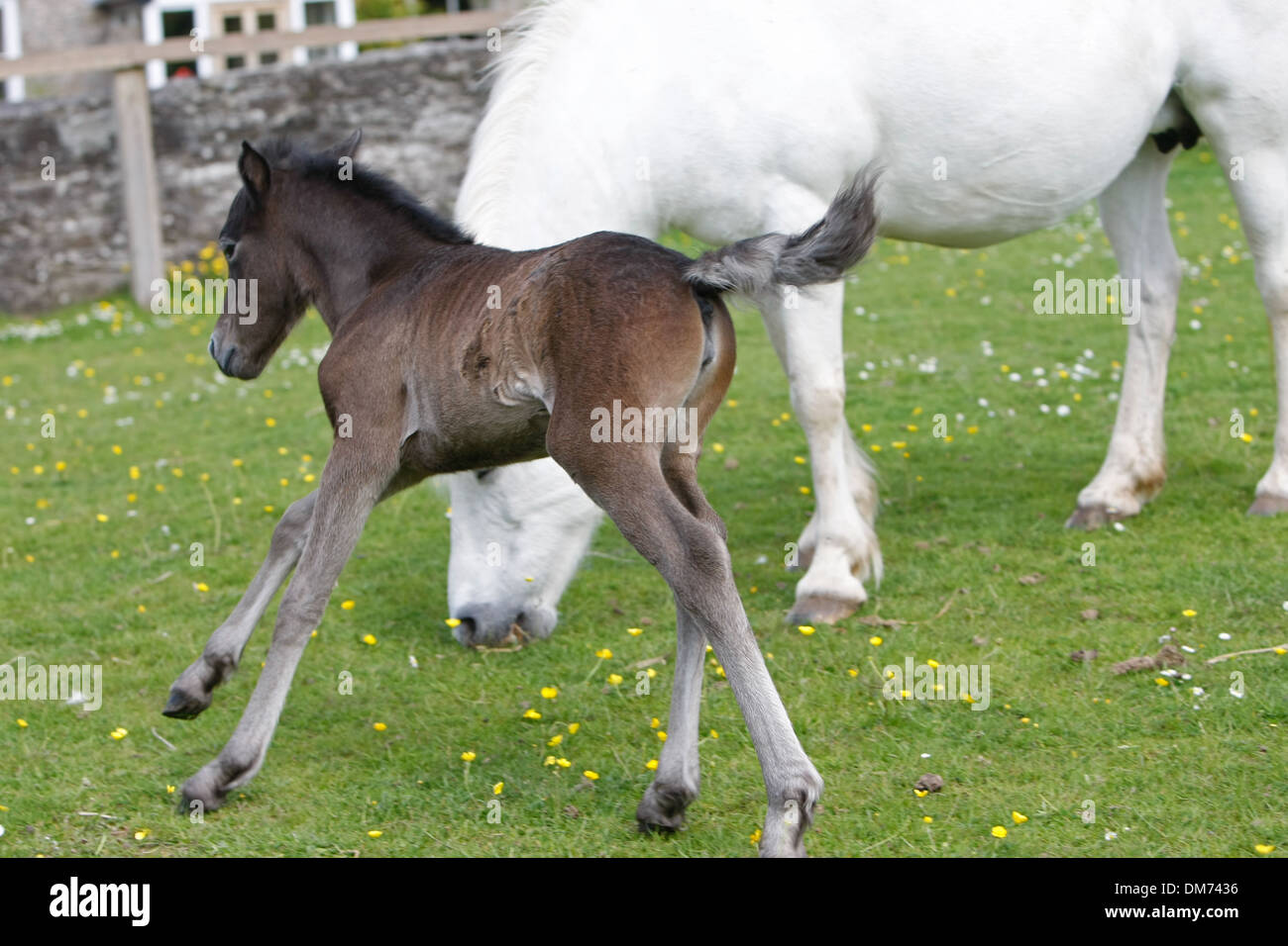 Eriskay Pony Foal Playing in the field Stock Photo - Alamy