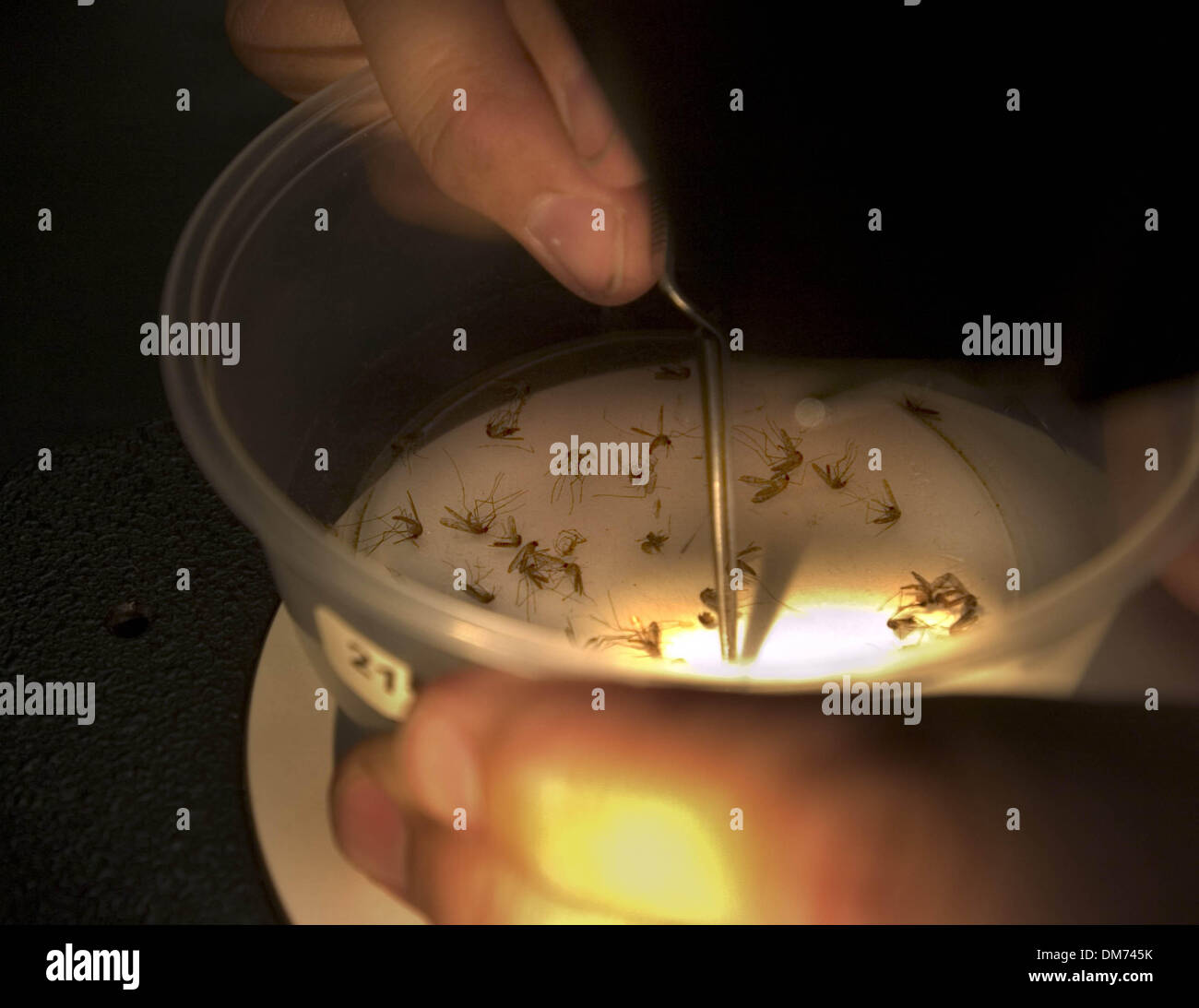 Aug 08, 2005; Elk Grove, CA, USA; While looking through a microscope ...