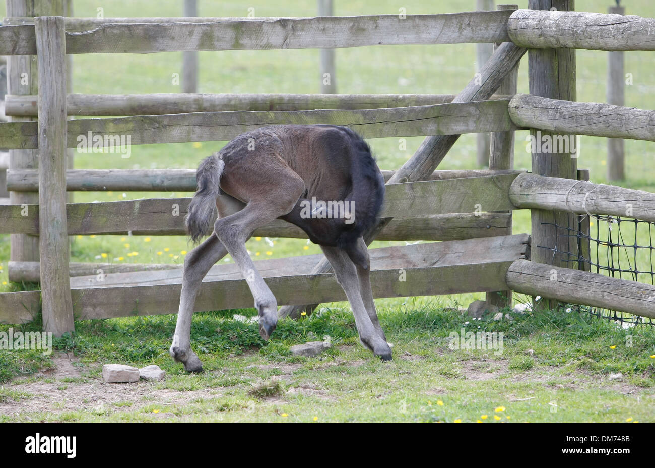 Baby and scratch hi-res stock photography and images - Alamy