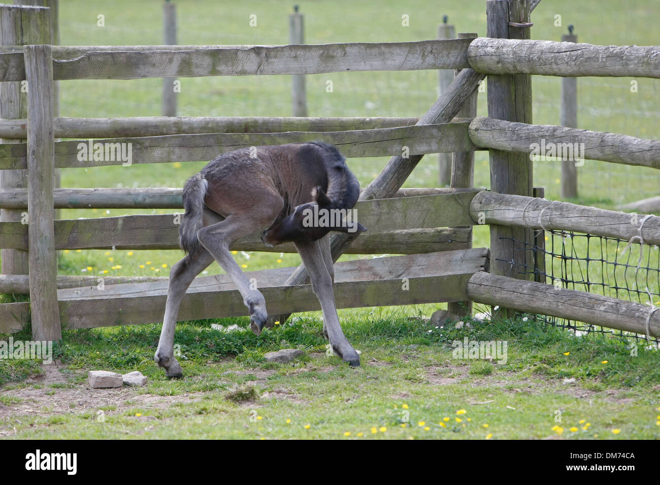 Baby and scratch hi-res stock photography and images - Alamy