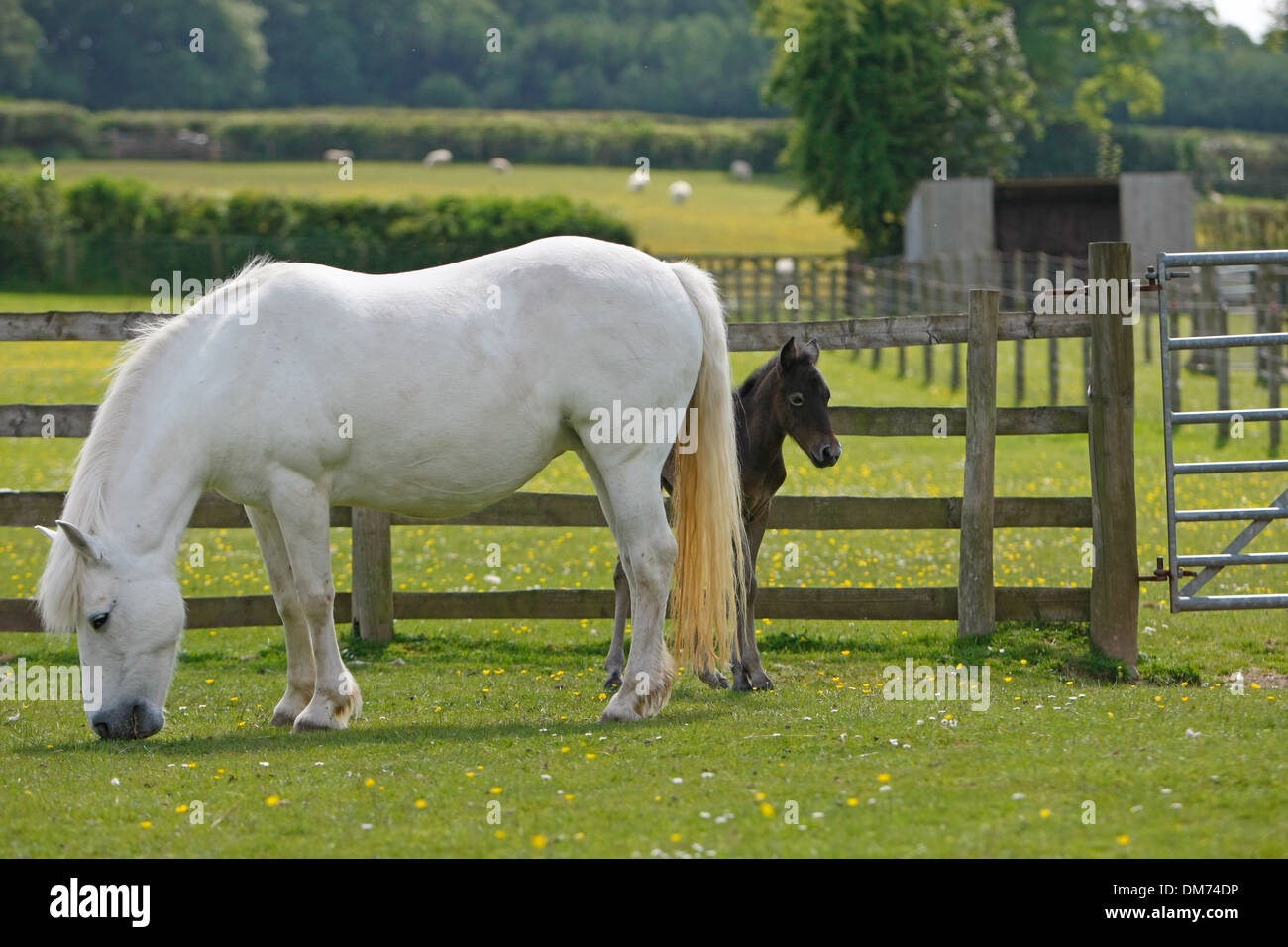 Eriskay Pony Mare and Foal Stock Photo - Alamy