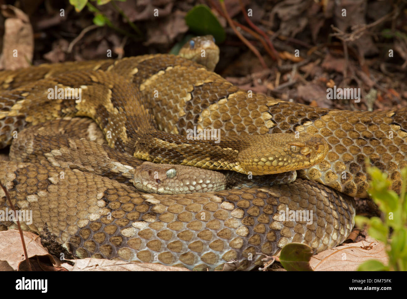 Timber rattlesnakes, Crotalus horridus, and common garter snake ...