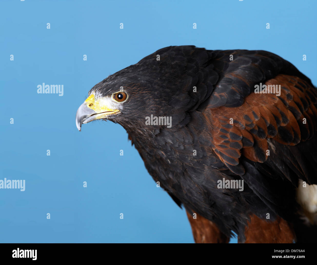 Harris hawk and talons hi-res stock photography and images - Alamy