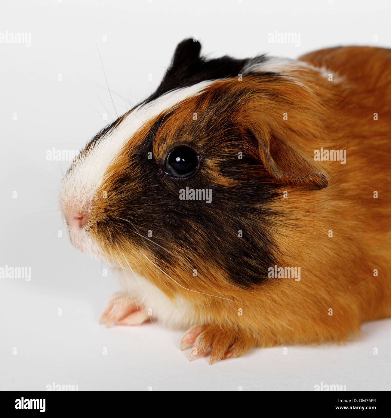 Guinea pig and testing hi-res stock photography and images - Alamy