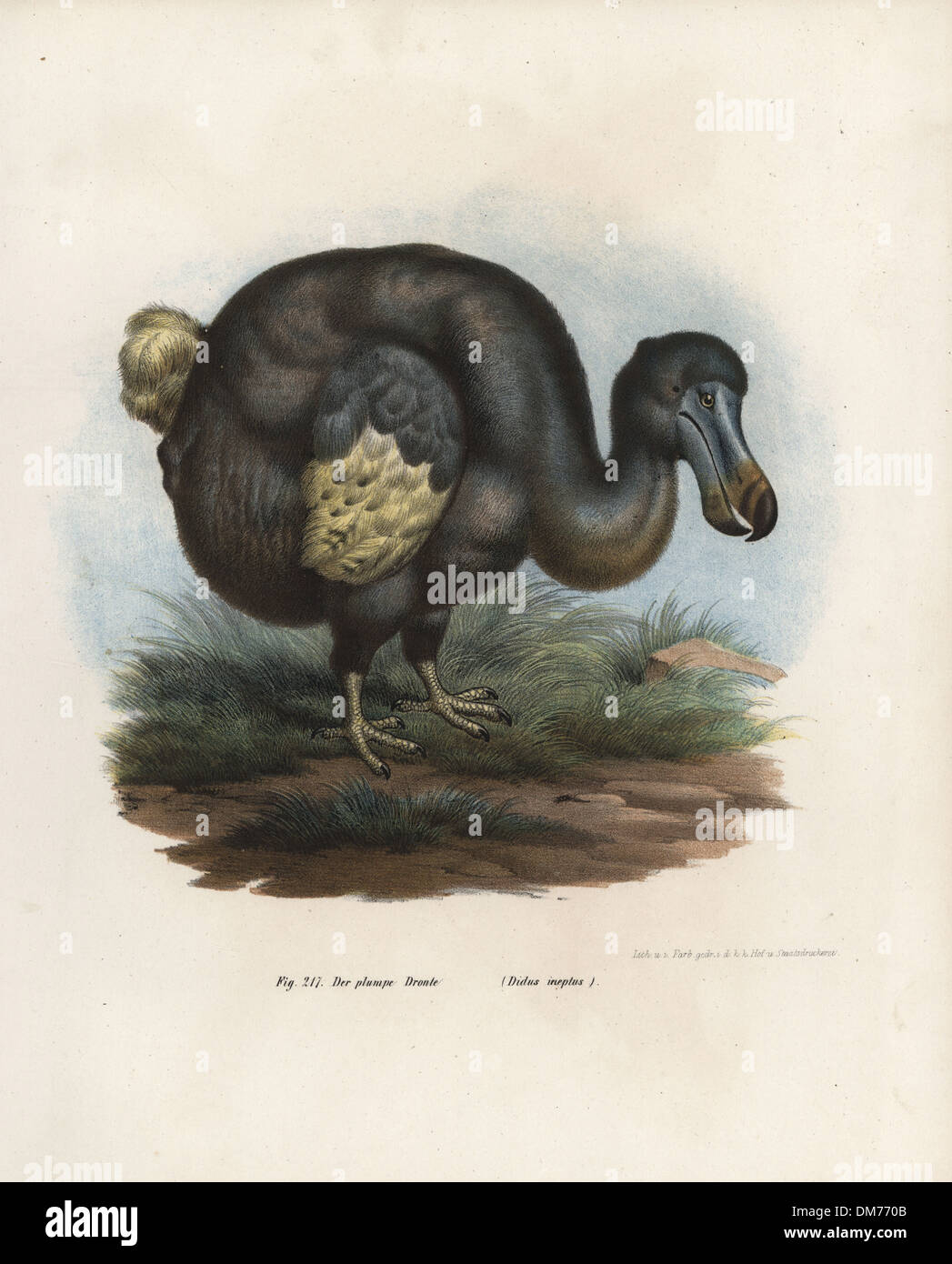 Dodo, Raphus cucullatus, extinct bird Stock Photo - Alamy