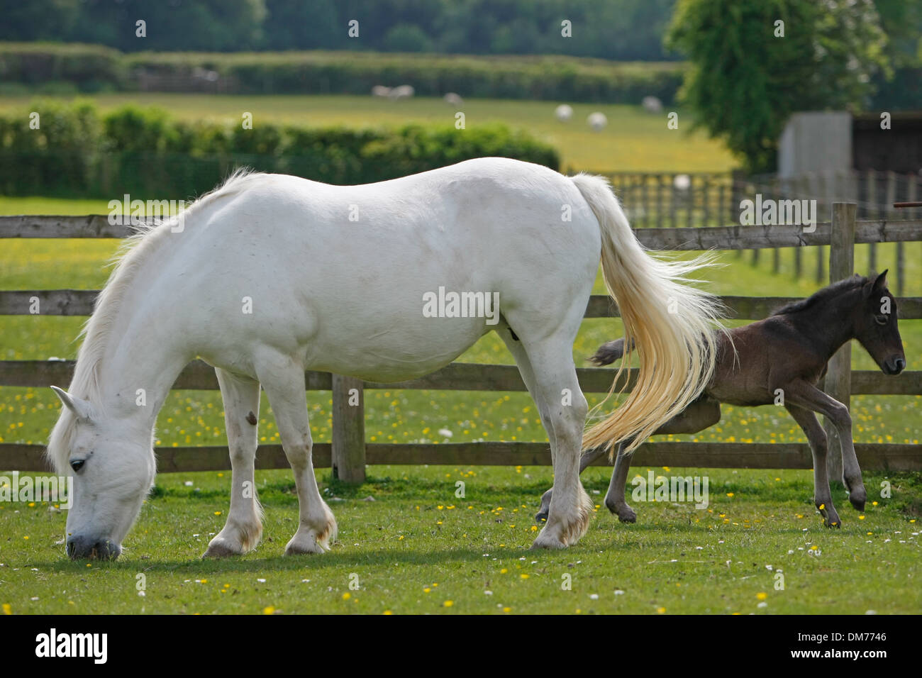 Eriskay Pony Mare and Foal Stock Photo - Alamy