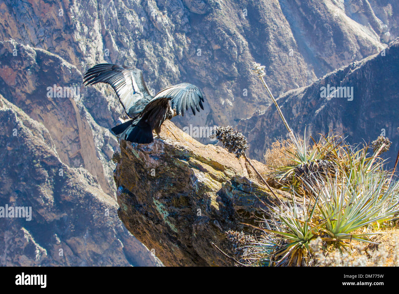 Condor at Colca canyon sitting,Peru,South America. This is a condor the ...