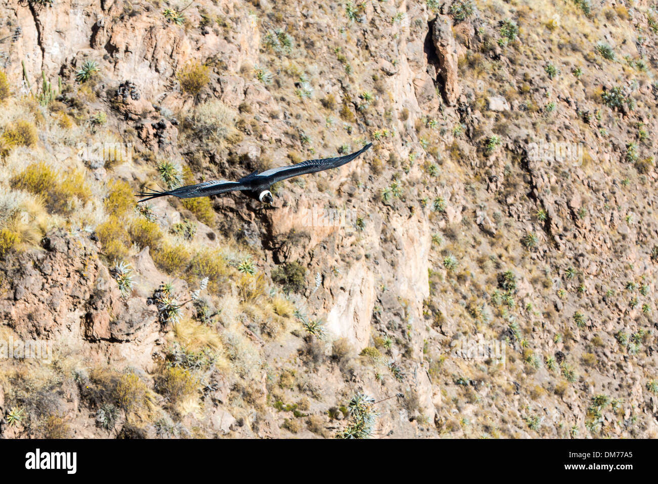Flying condor over Colca canyon,Peru,South America. This is a condor ...