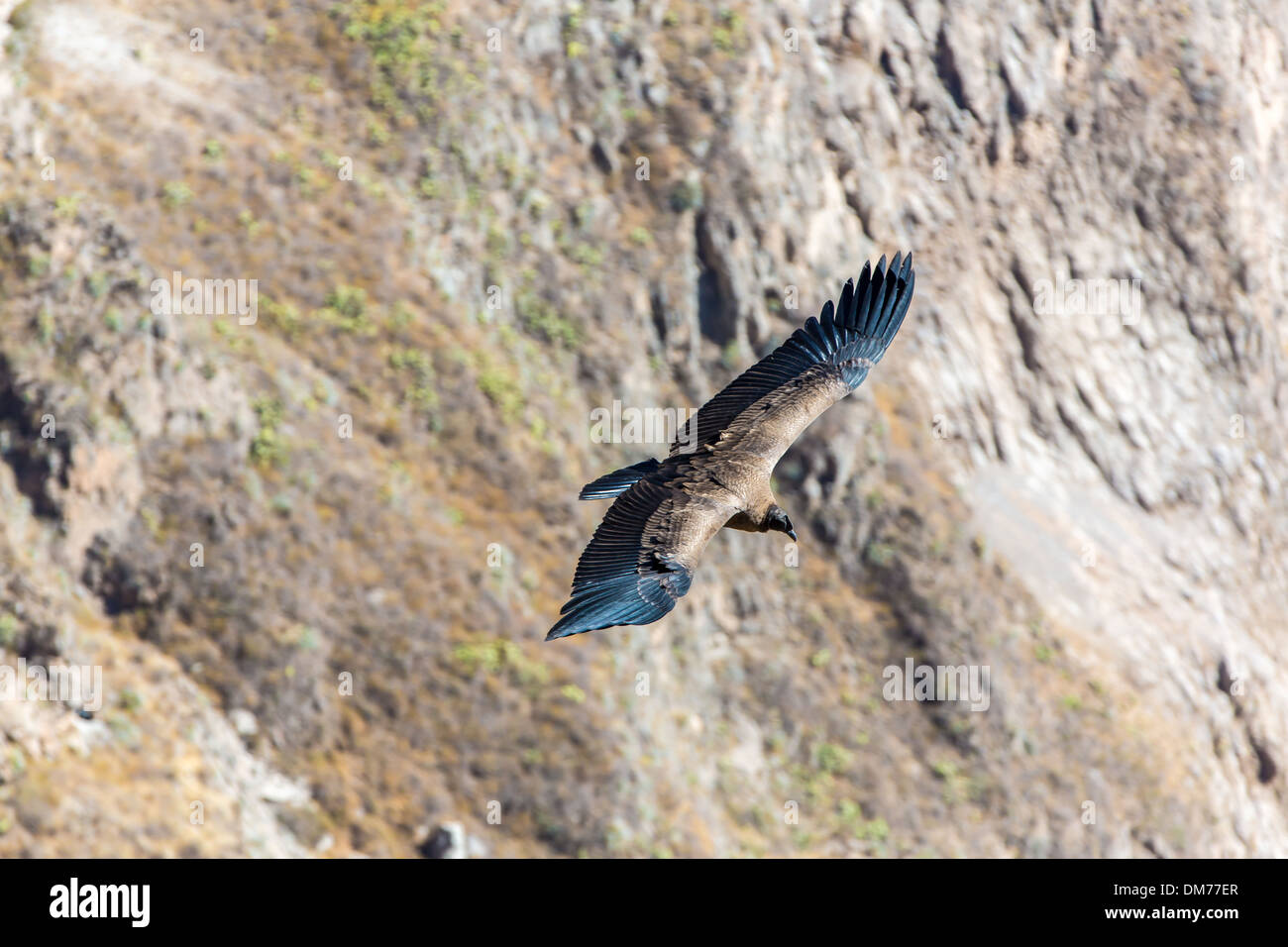 Flying condor over Colca canyon,Peru,South America. This is a condor ...