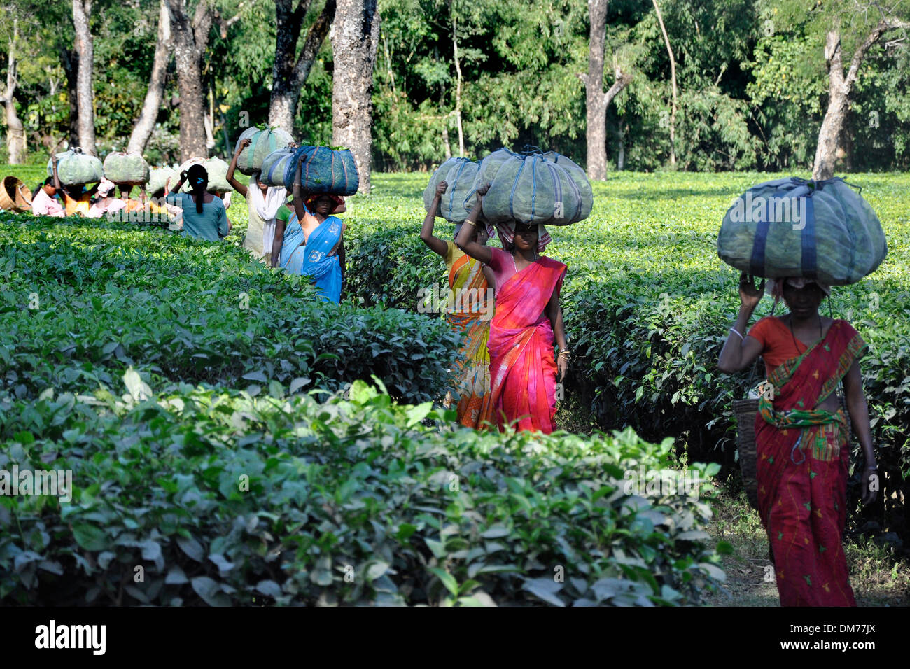India, Assam, tea fields Stock Photo - Alamy