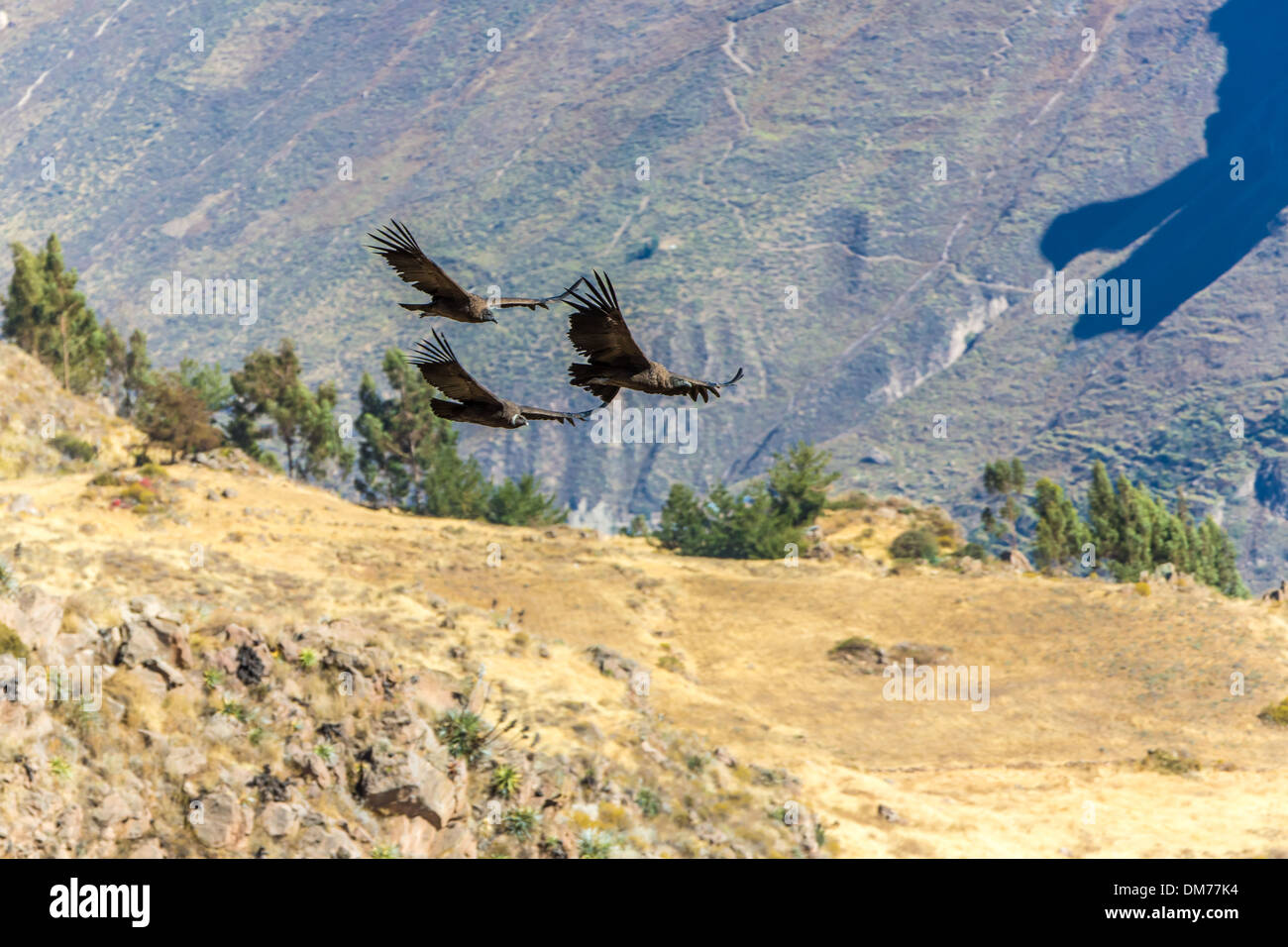 Flying condor over Colca canyon,Peru,South America. This is a condor ...