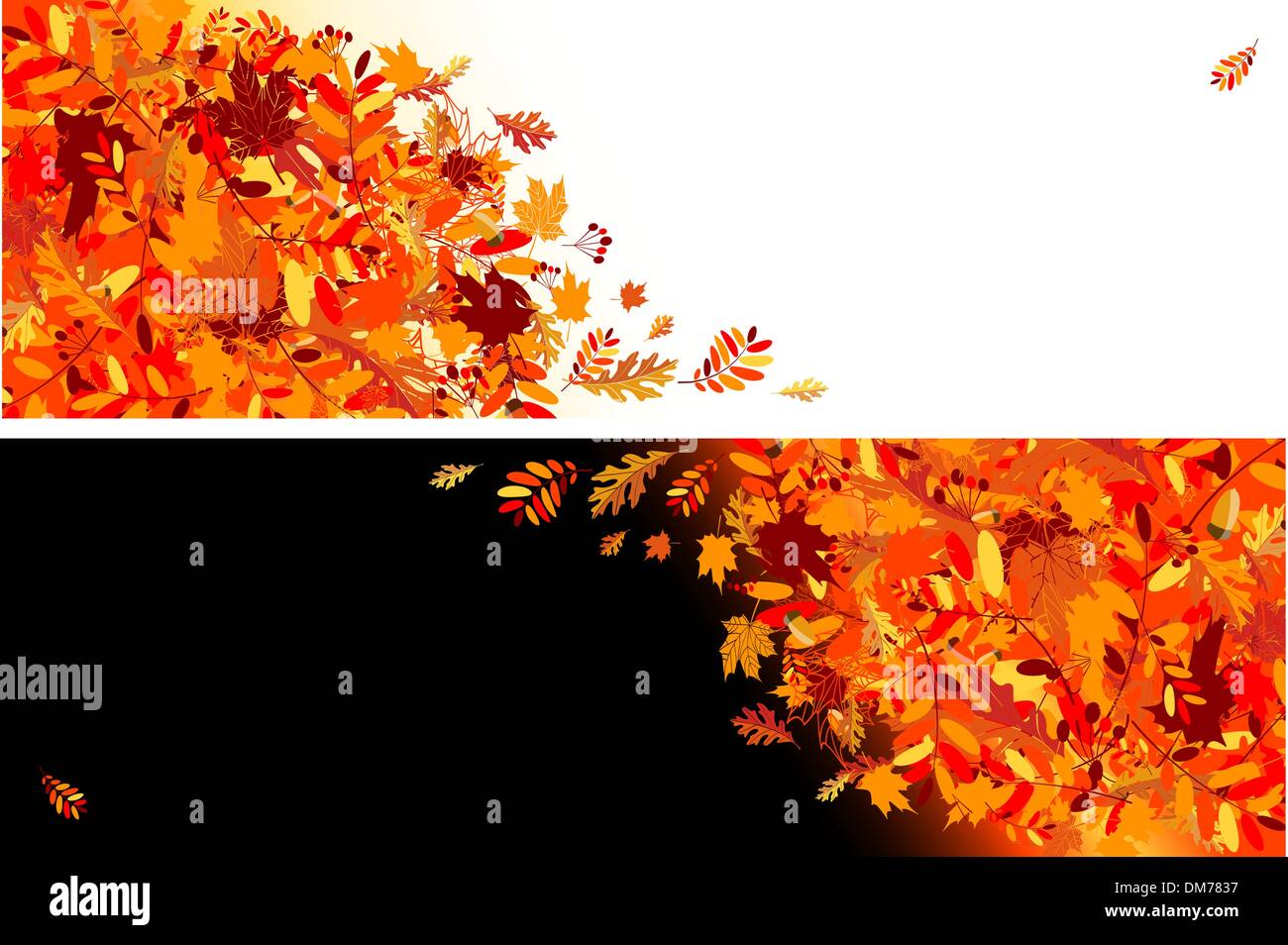 Autumn banner rowan leaves Stock Vector Images - Alamy