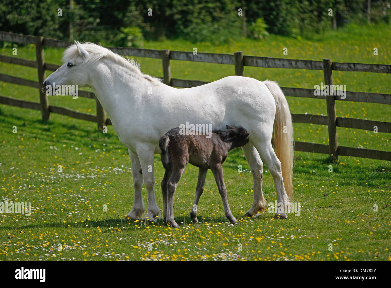 Eriskay Pony Mare and Foal Stock Photo - Alamy
