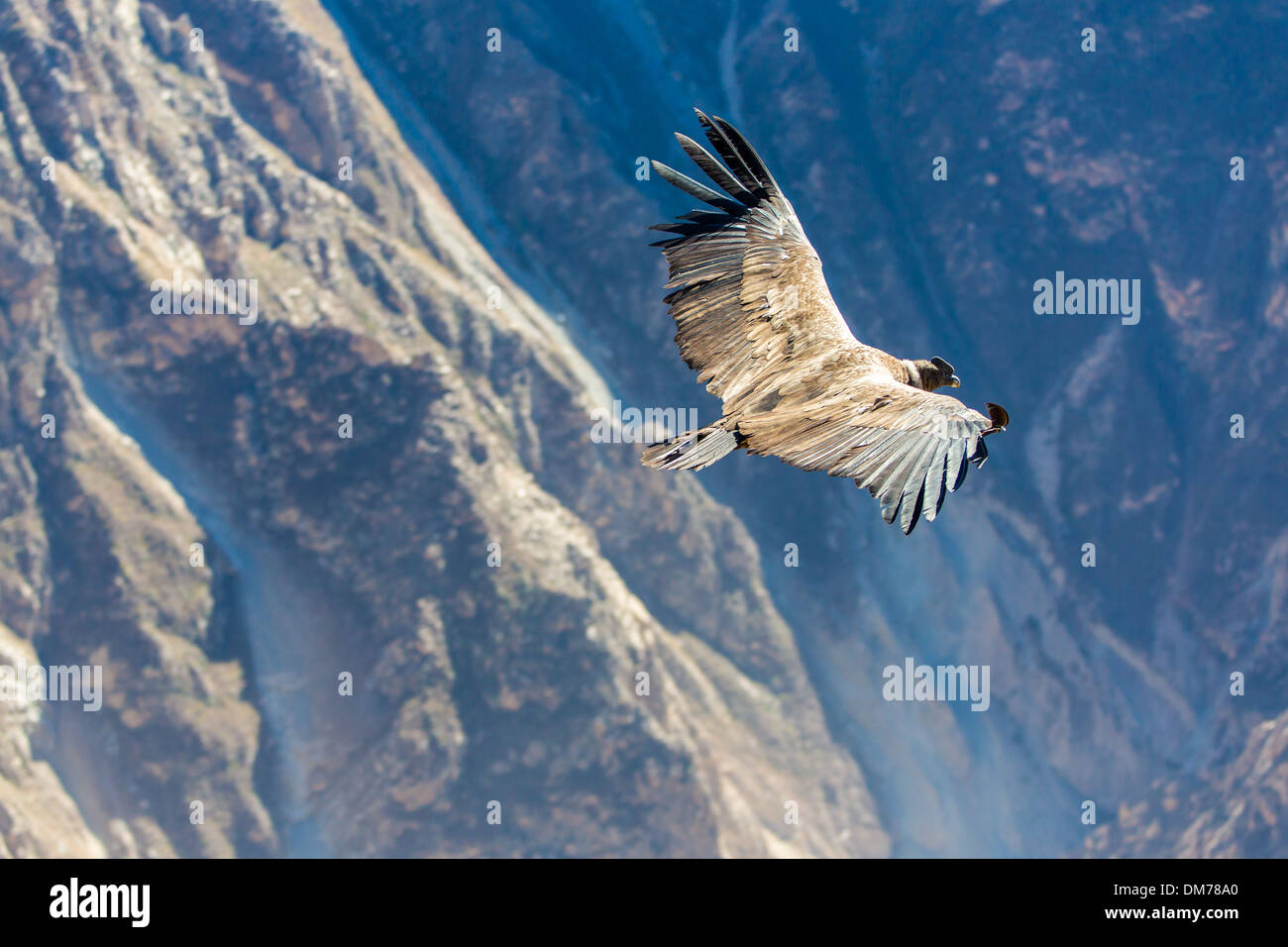 Flying condor over Colca canyon,Peru,South America. This is a condor ...