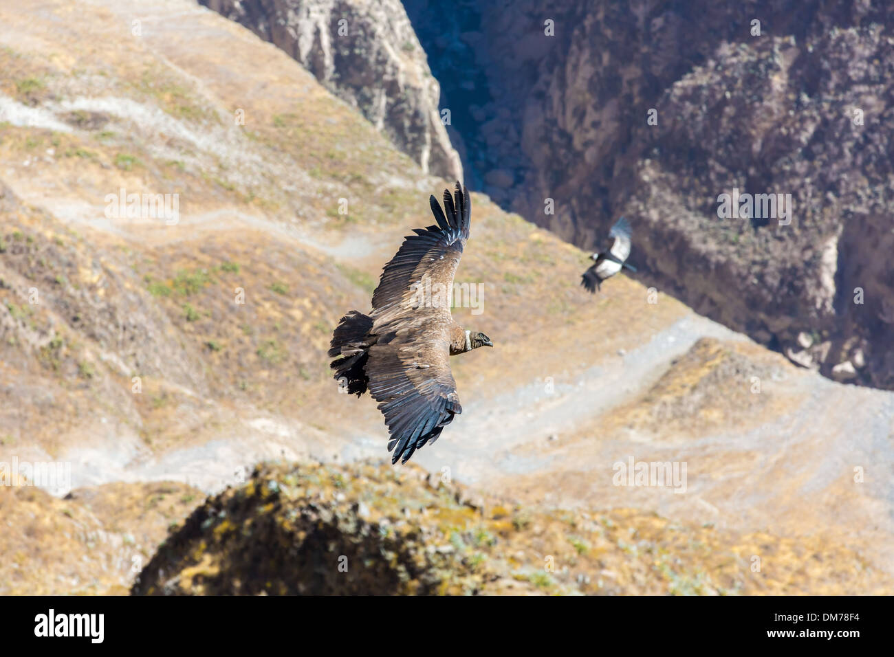 Flying condor over Colca canyon,Peru,South America. This is a condor ...