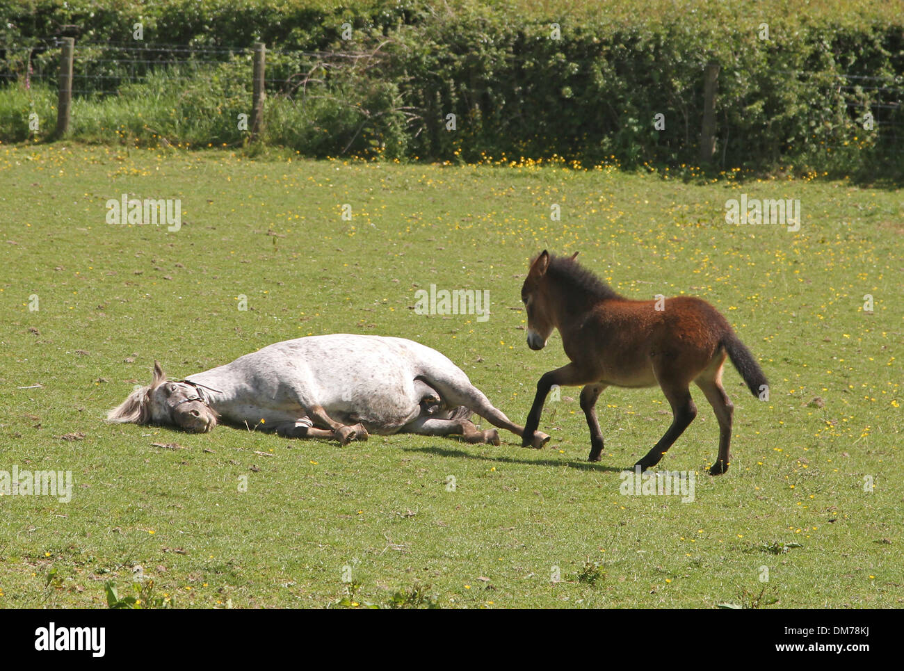 Shetland pony mare lying down with mini mule foal Stock Photo - Alamy