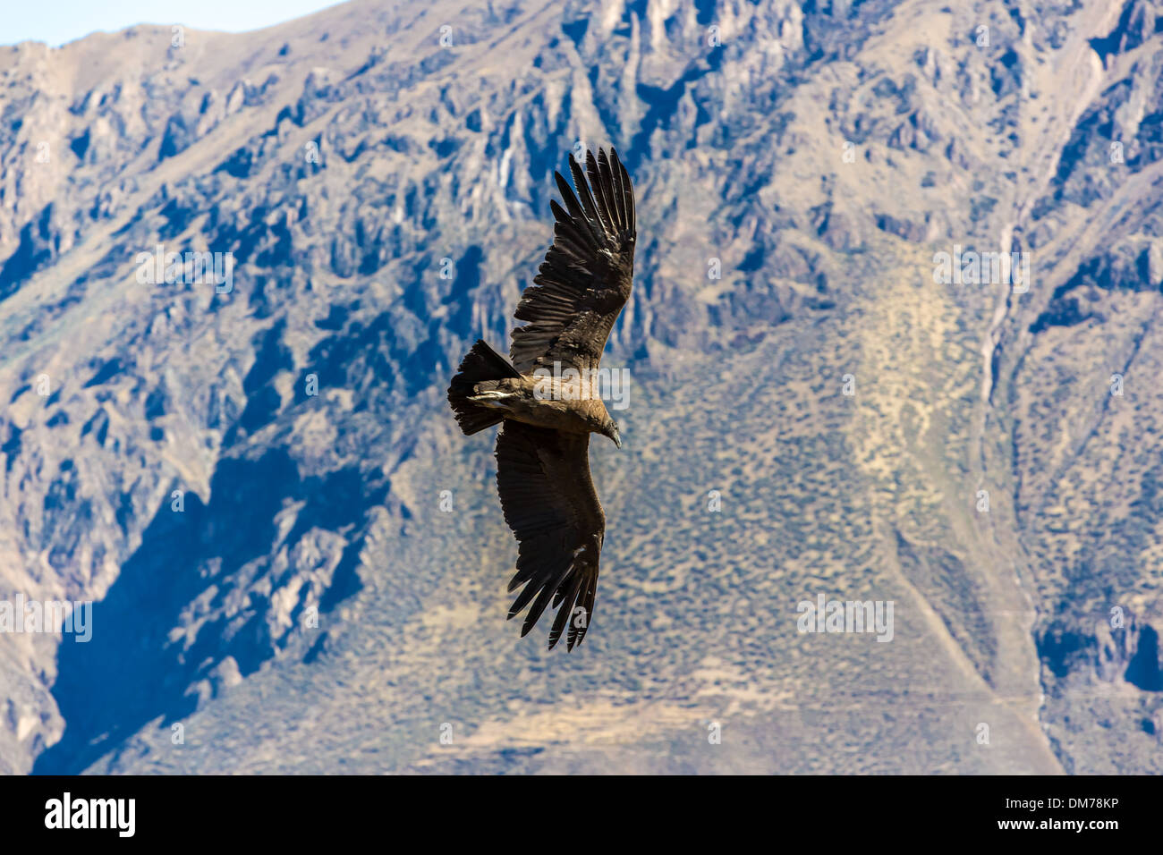 Flying condor over Colca canyon,Peru,South America. This is a condor ...