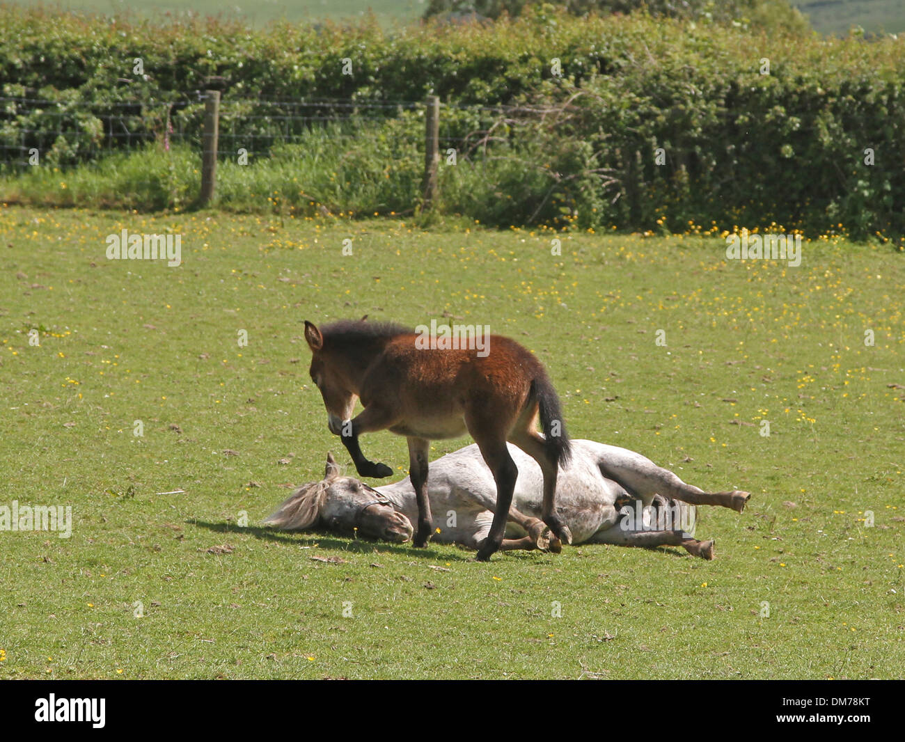 Shetland pony mare lying down with mini mule foal playing Stock Photo ...