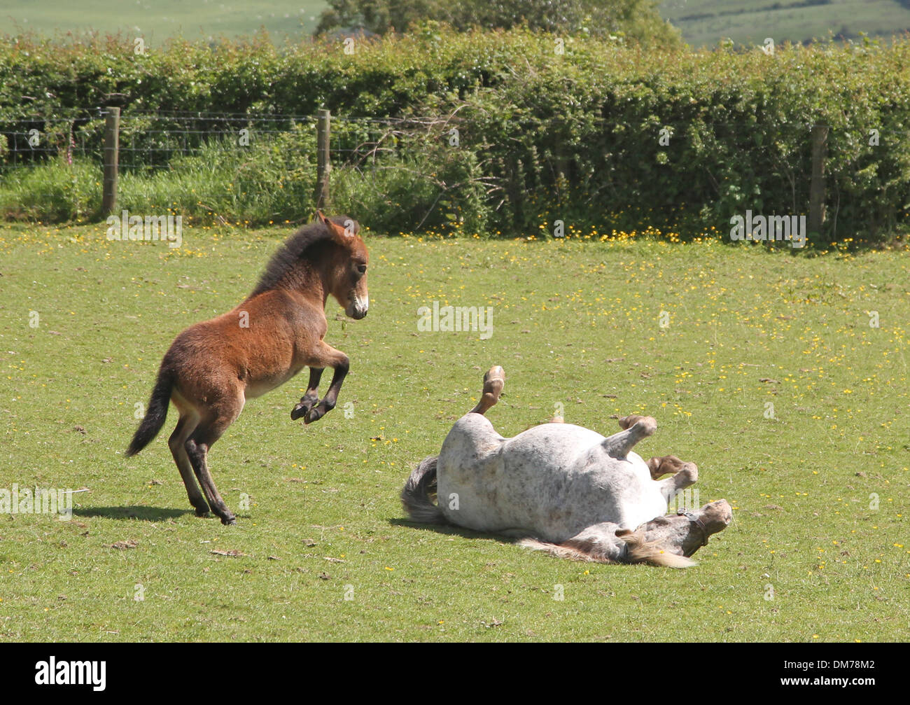 Shetland pony mare rolling with mini mule foal rearing and playing ...