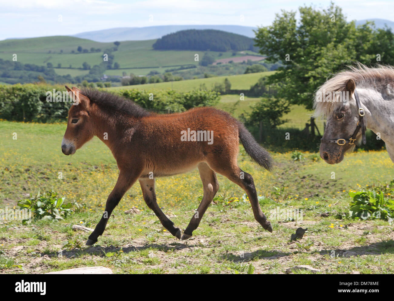 Shetland pony mare with mini mule foal Stock Photo - Alamy