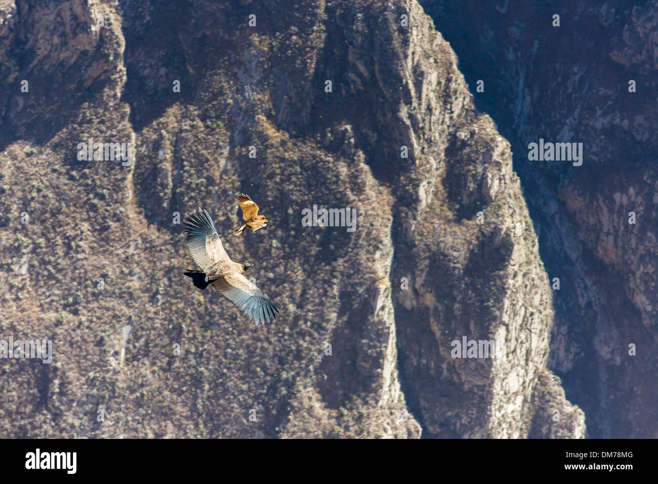 Flying condor over Colca canyon,Peru,South America. This is a condor ...