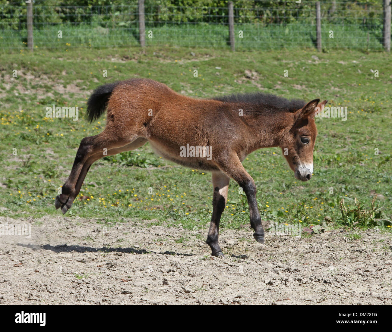Mini mule foal playing Stock Photo - Alamy