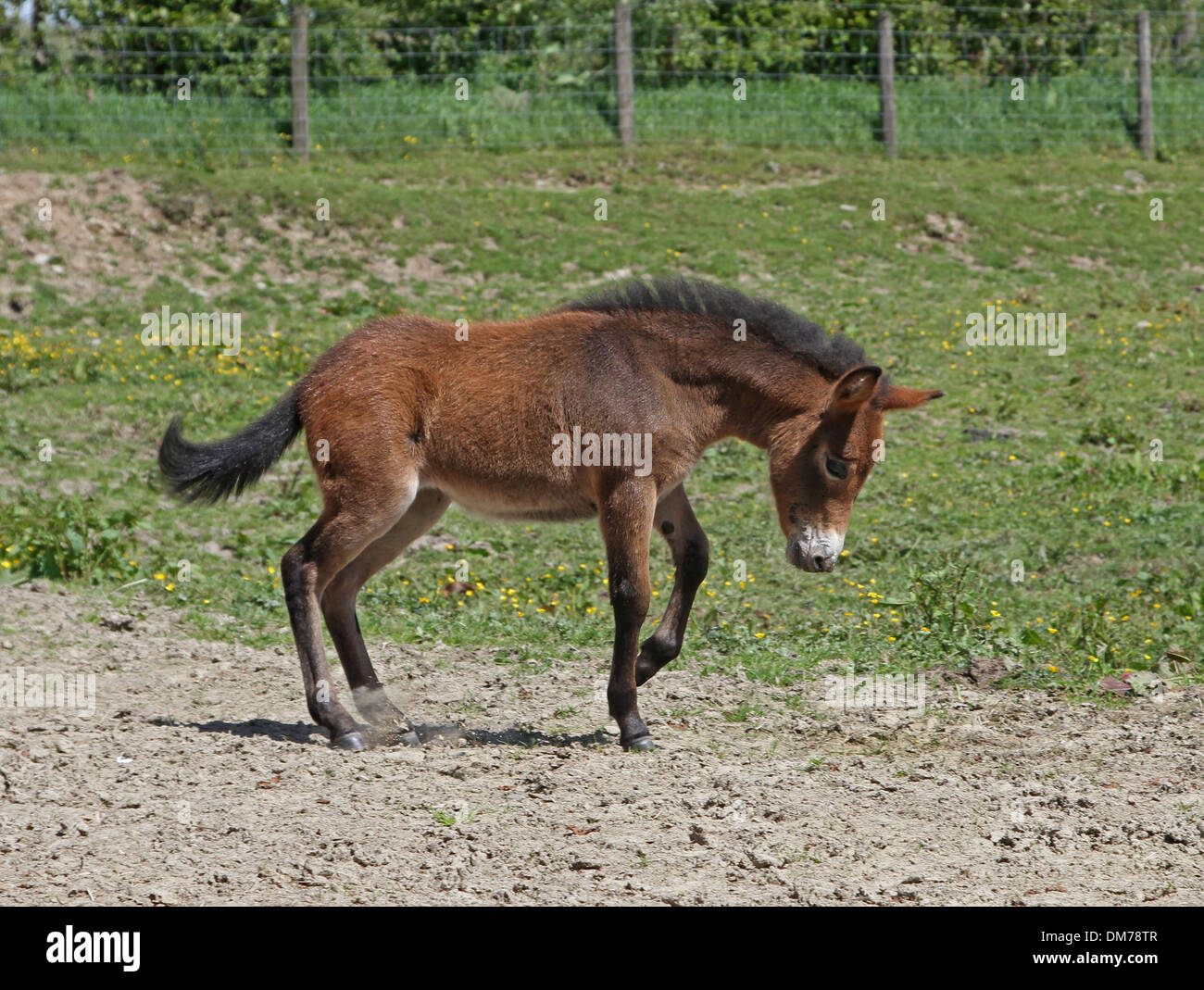 Young donkey running field hi-res stock photography and images - Alamy