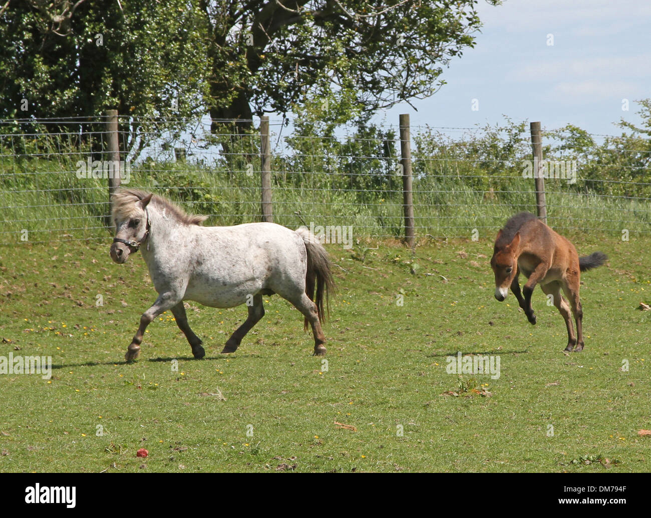 Bucking pony hi-res stock photography and images - Alamy