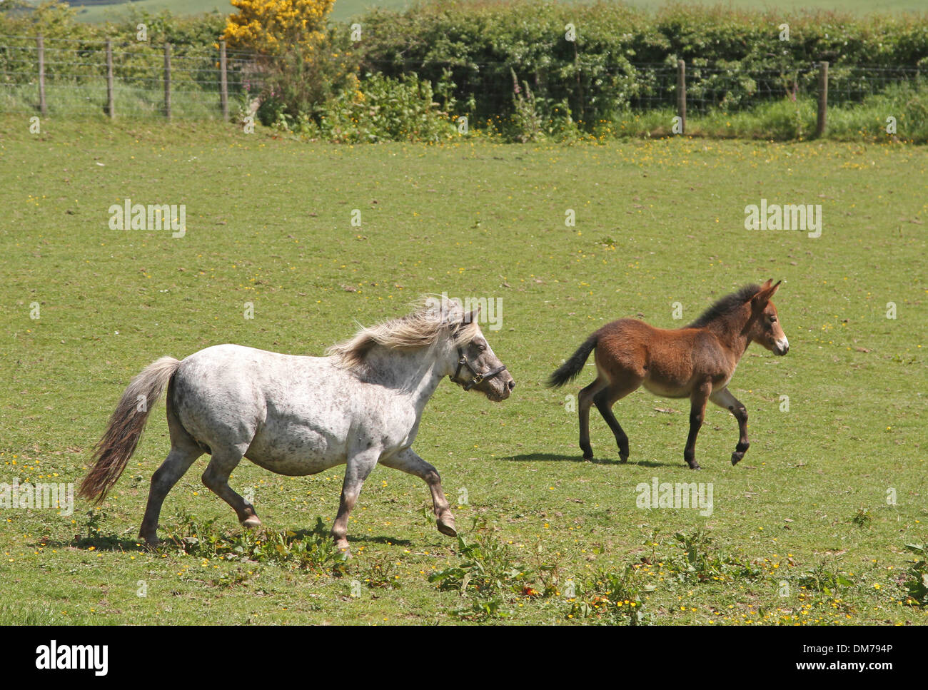 Baby donkey and white pony hi-res stock photography and images - Alamy