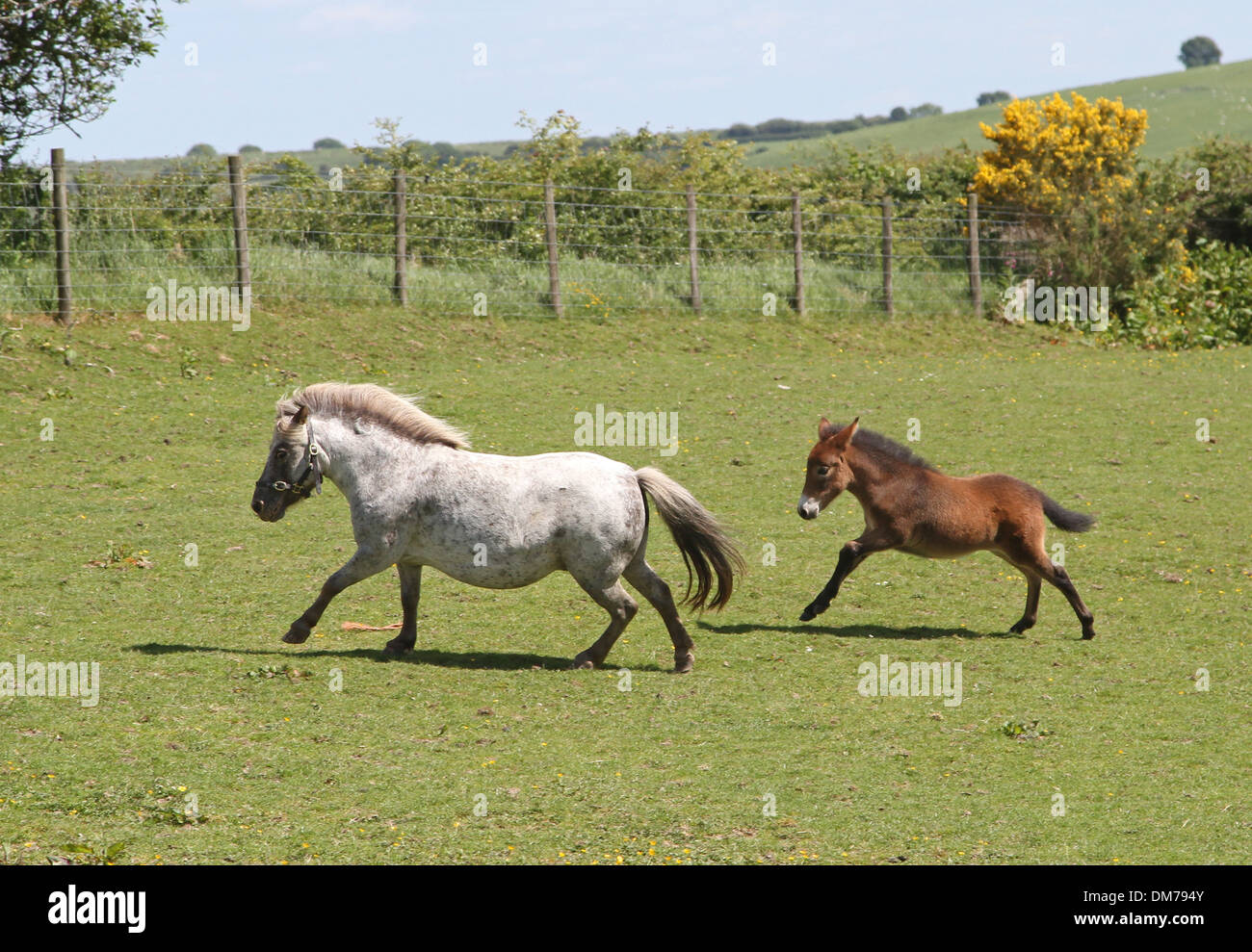 Galloping shetland pony horse hi-res stock photography and images - Alamy