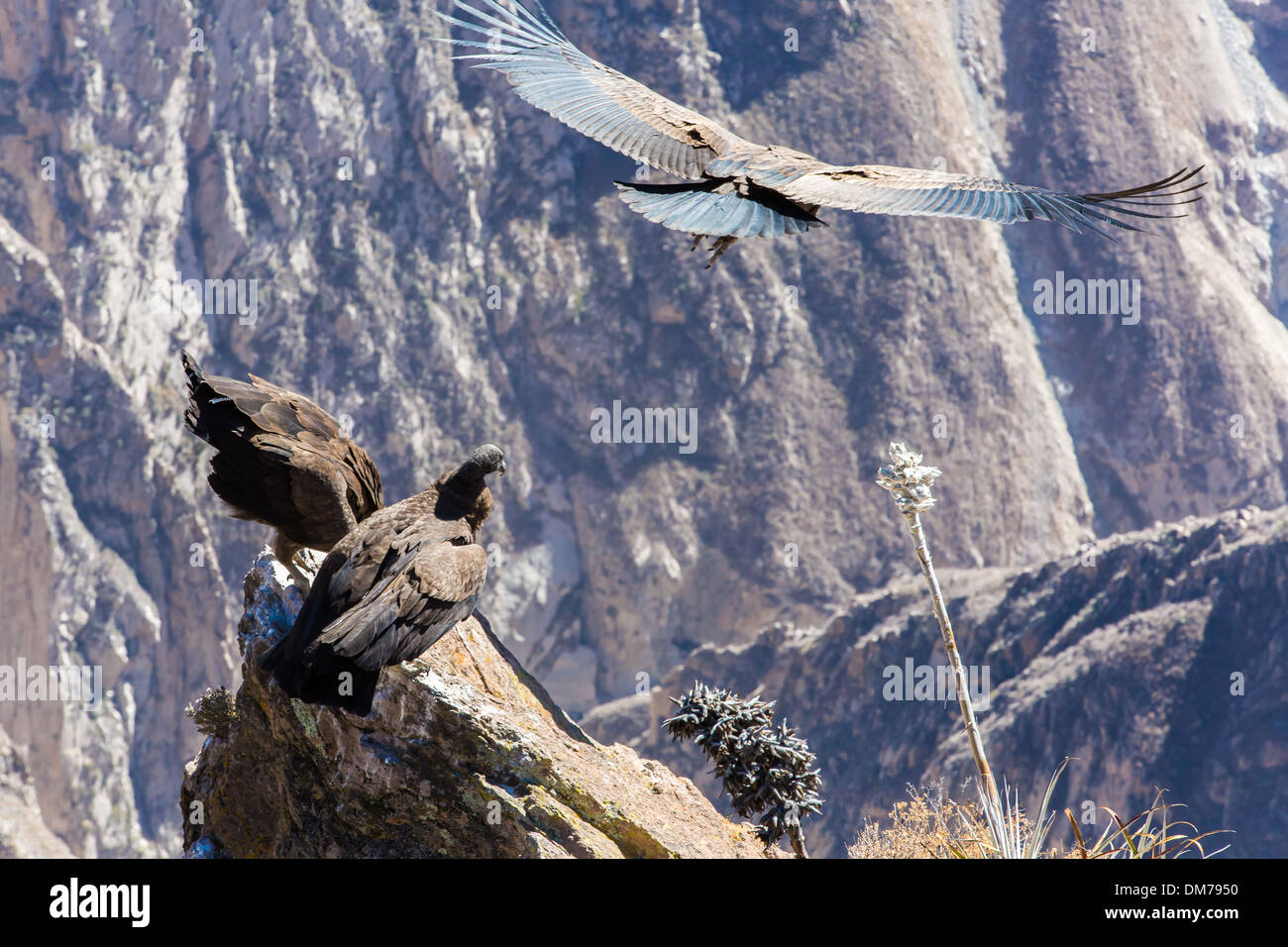 Flying condor over Colca canyon,Peru,South America. This is a condor ...