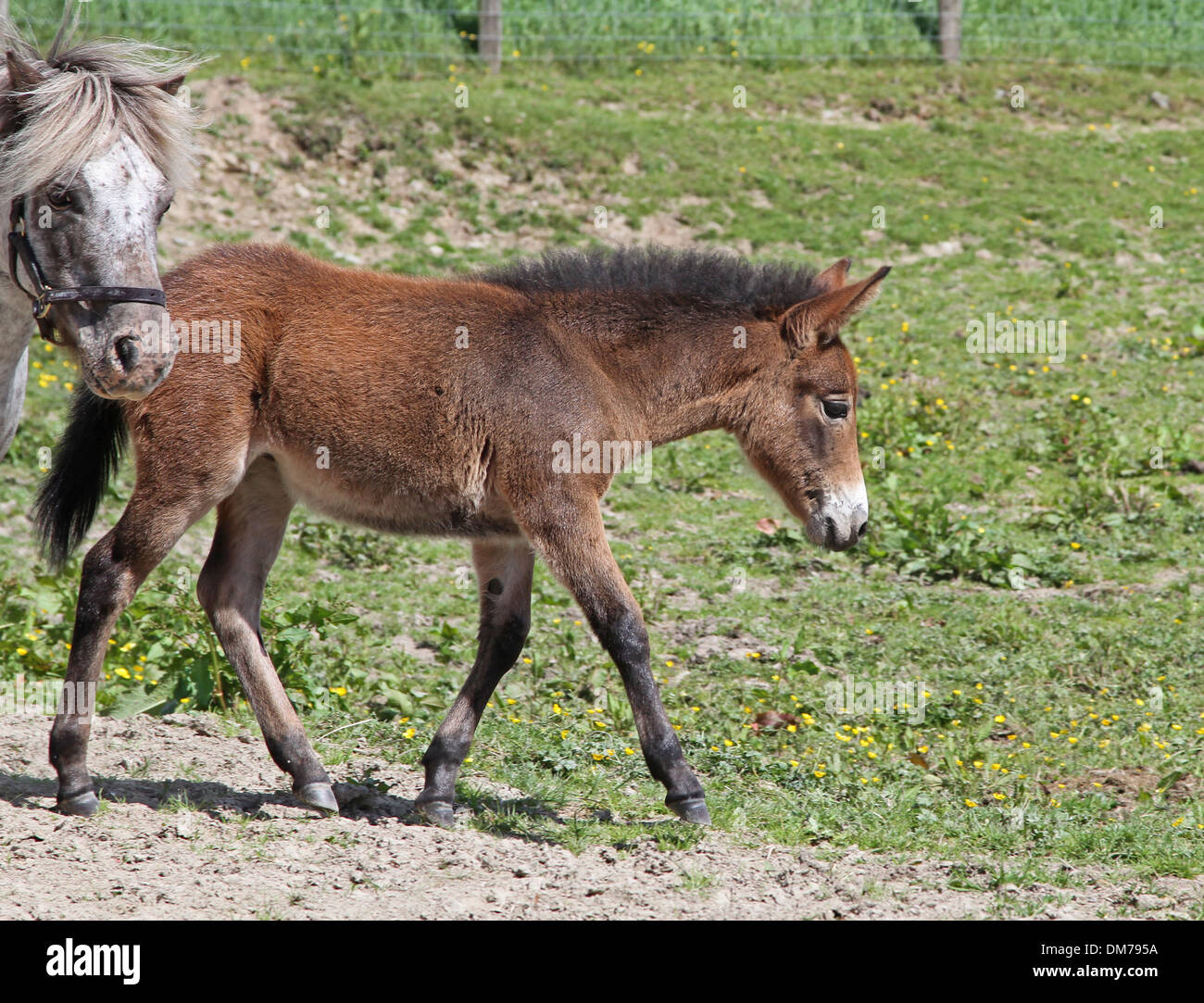 Baby Mini Mule
