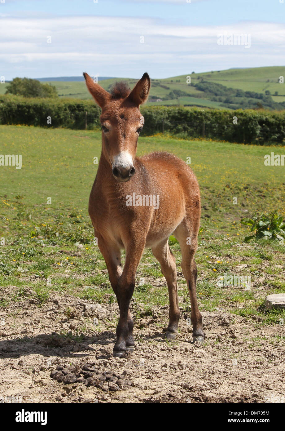 Donkey colt hi-res stock photography and images - Alamy